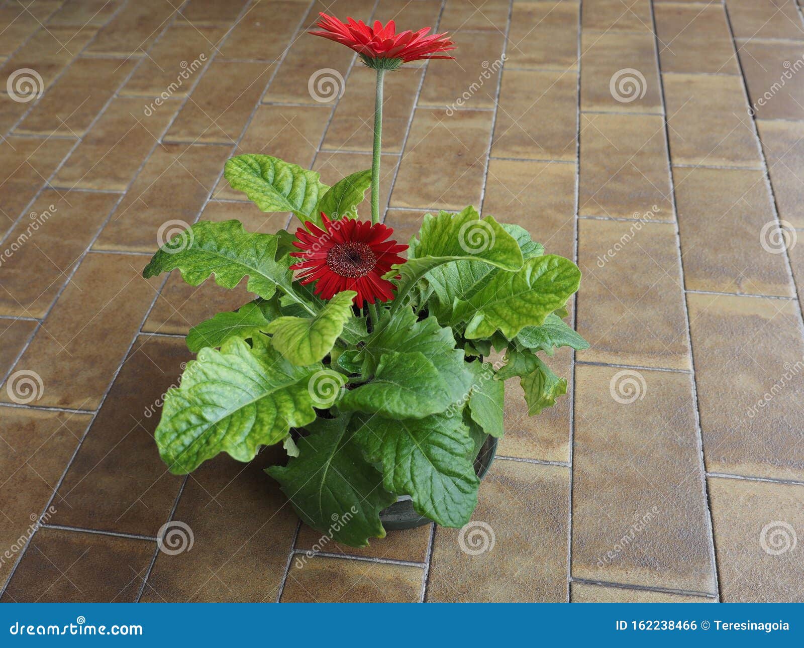 Red gerbera daisy flower stock photo. Image of daisy - 162238466