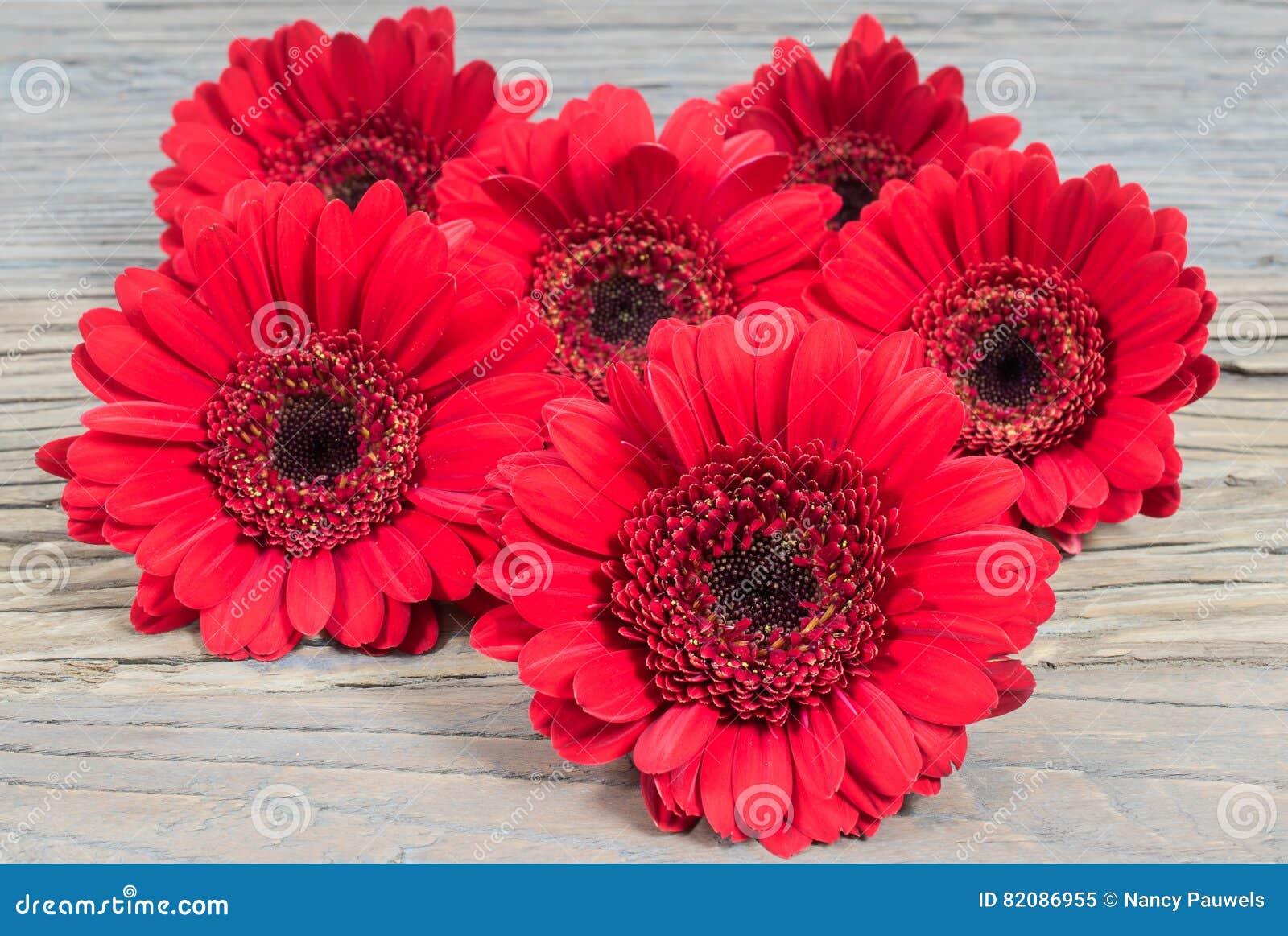 Red Gerbera Daisy flowers stock image. Image of colored - 82086955