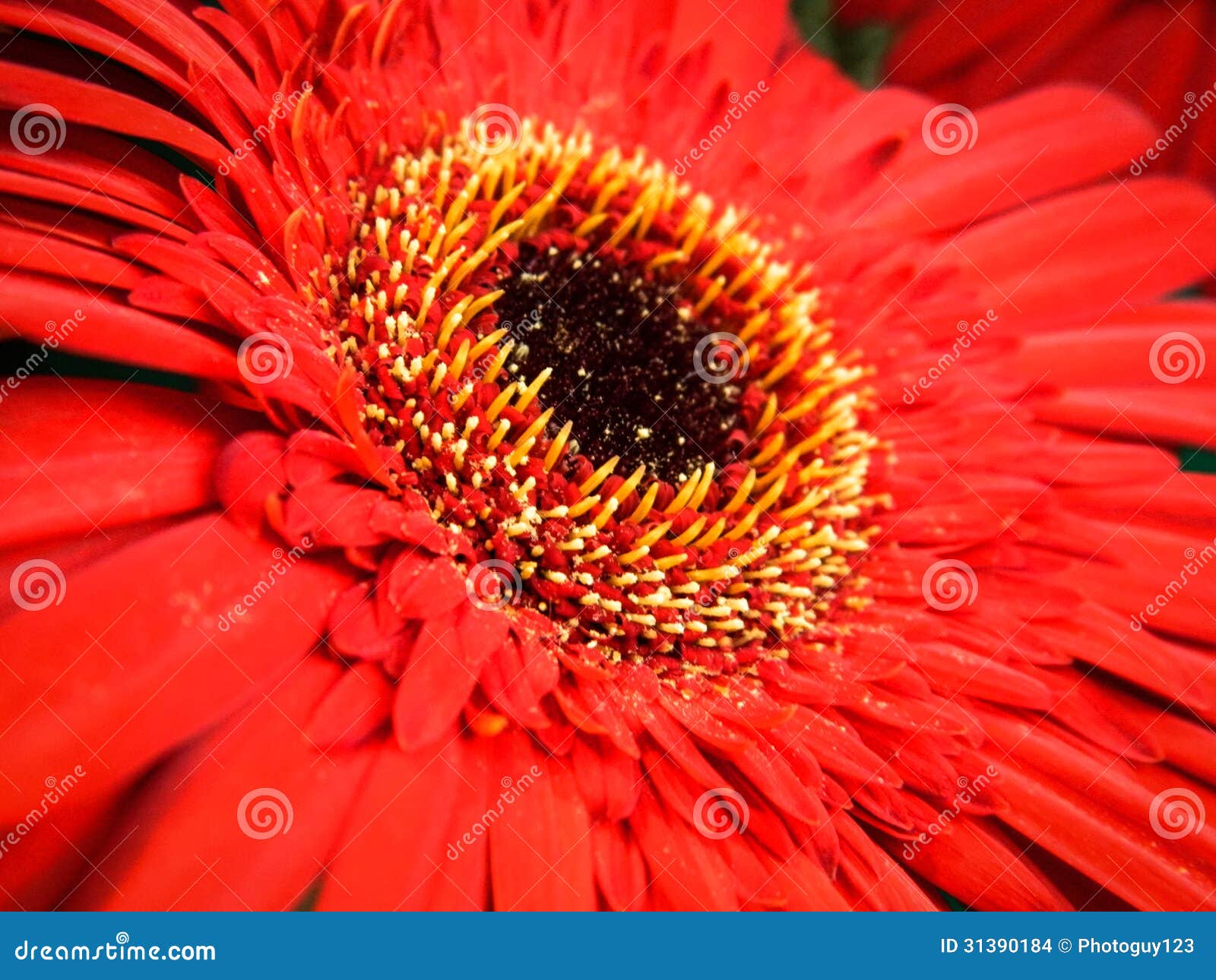 Red Gerbera Daisy stock photo. Image of horticulture - 31390184