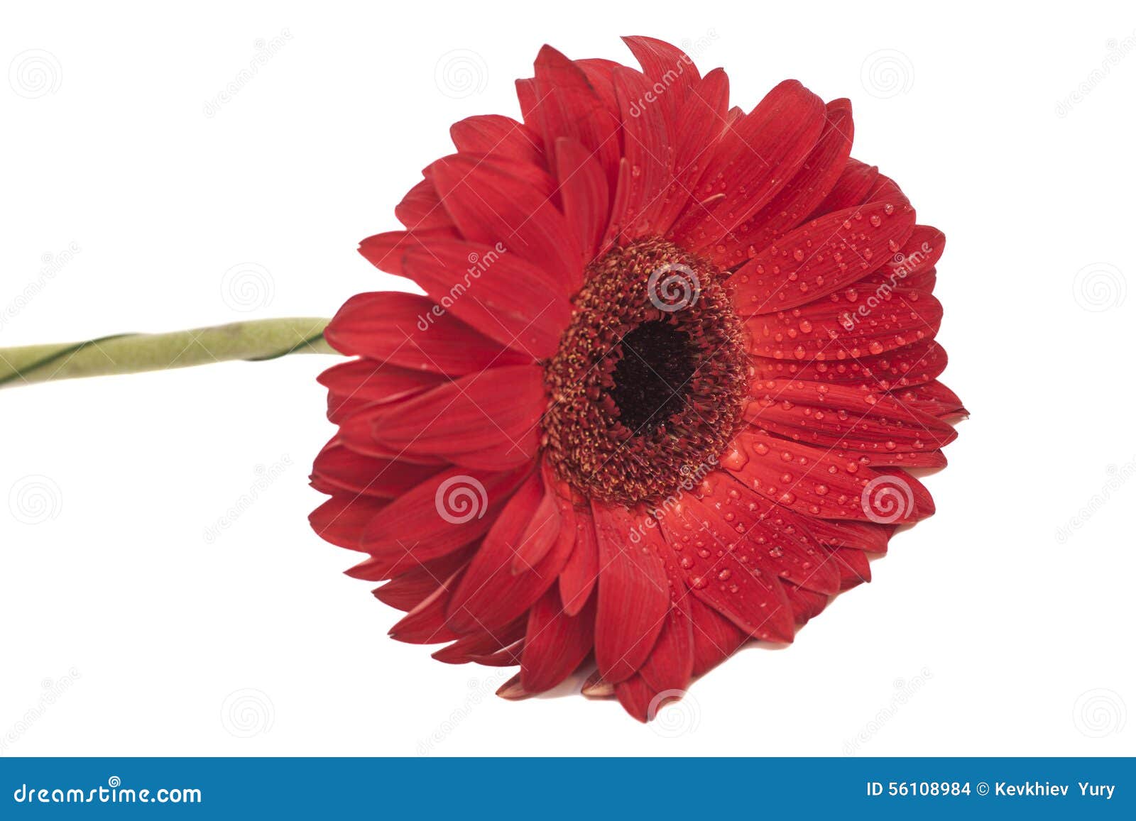 Red gerbera daisy isolated stock photo. Image of freshness - 56108984