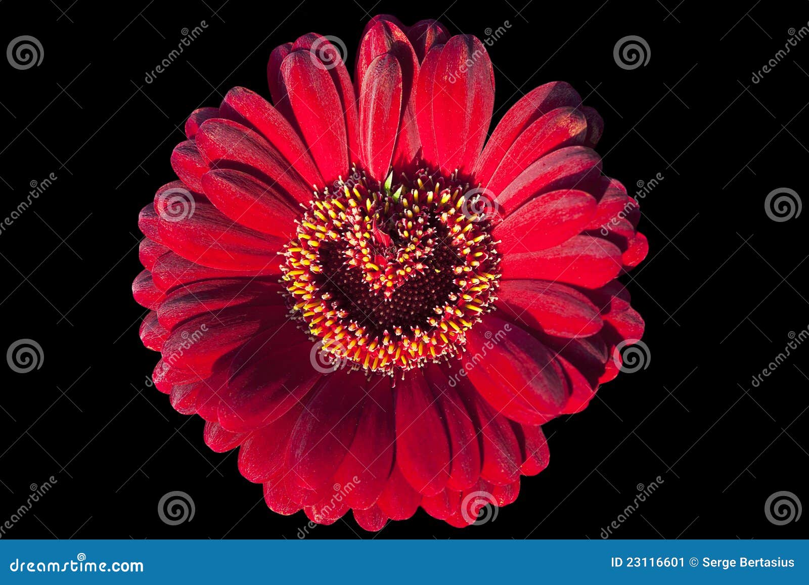 Red gerbera flower stock image. Image of gerber, daisy - 23116601