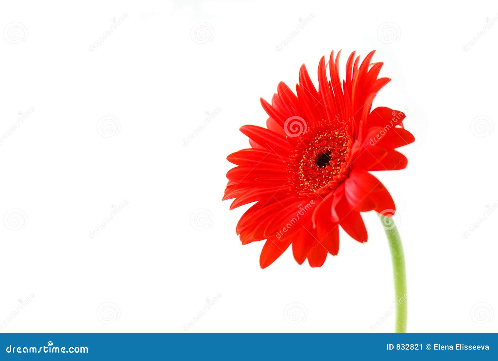 Red gerbera flower stock image. Image of petals, macro - 832821