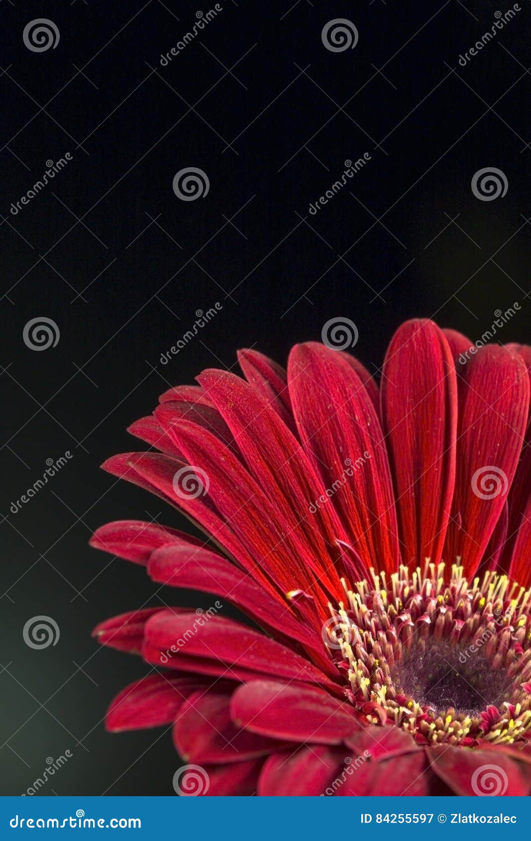 Red gerbera flower stock image. Image of plant, decoration - 84255597