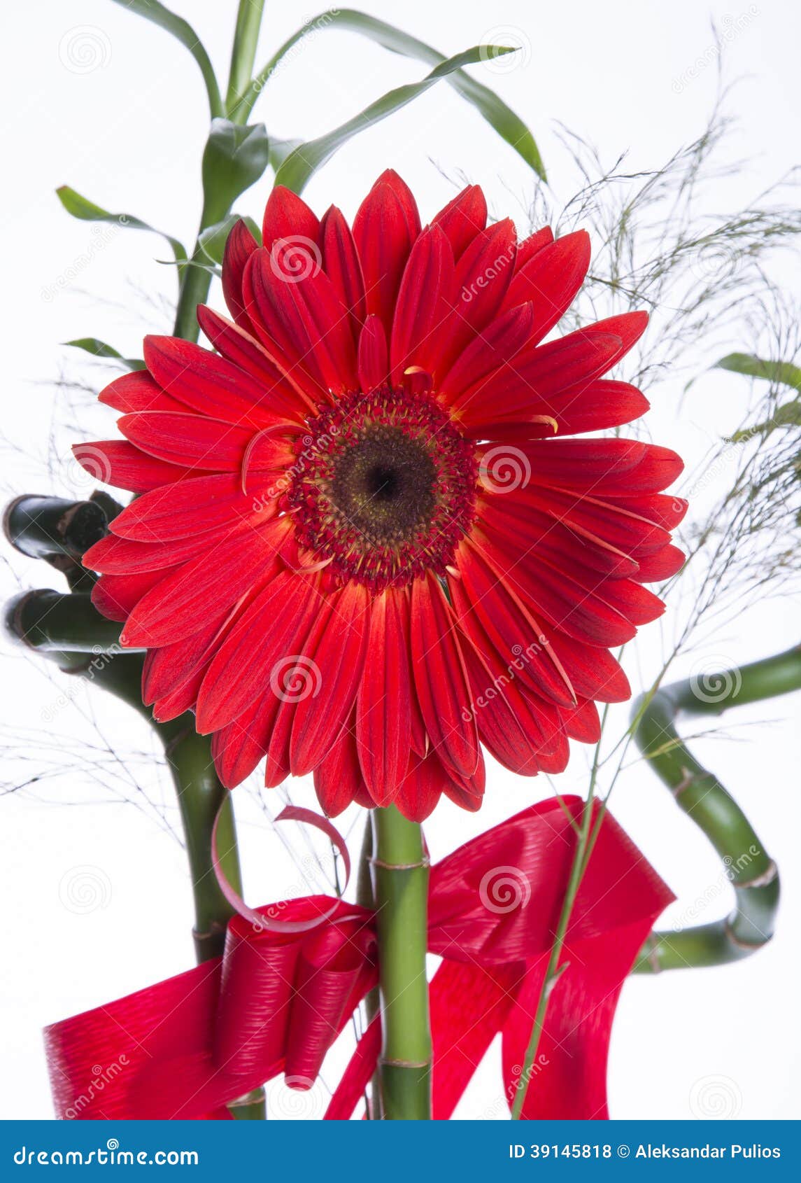 Red Gerbera Flower with Bouquet Stock Photo - Image of background ...