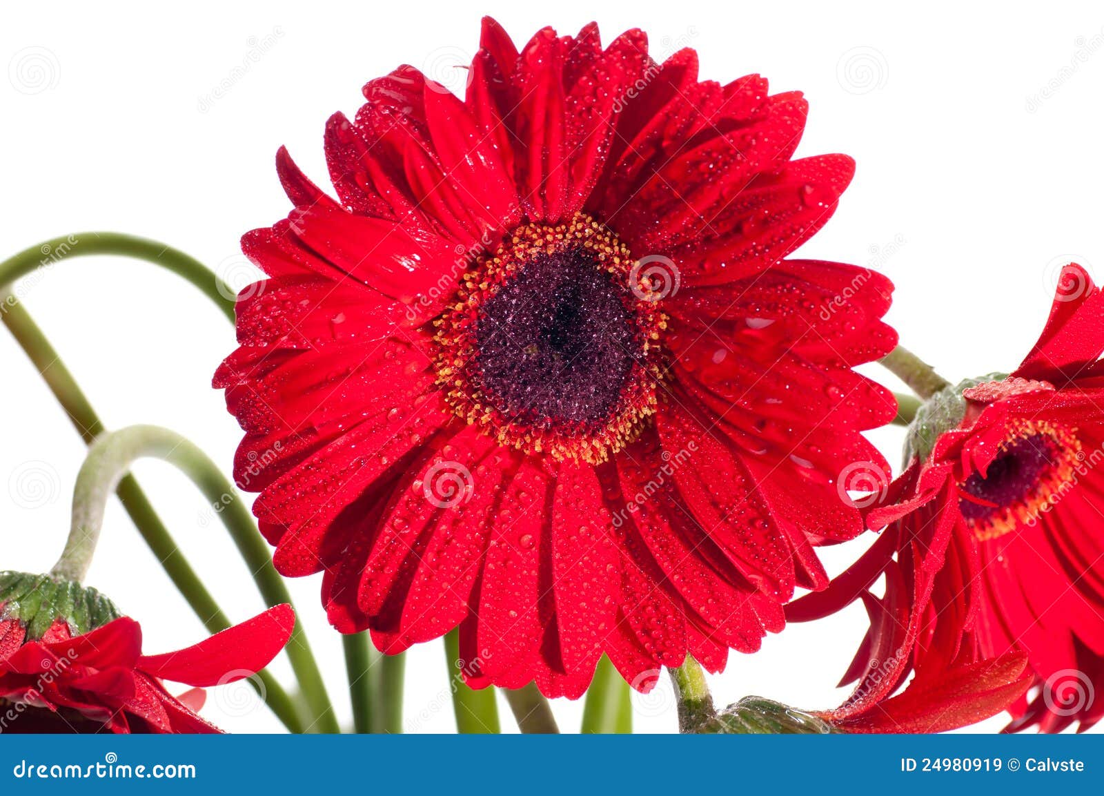 Red Gerbera Flower Front View Close Up Stock Image - Image of floral ...