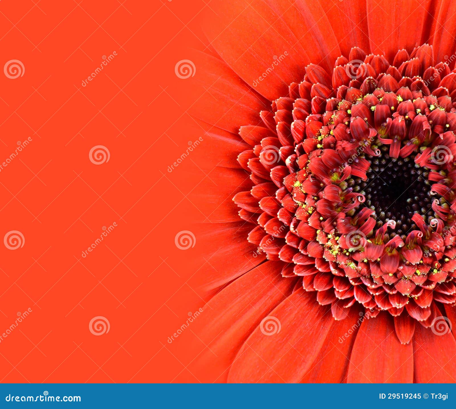 Red Gerbera Flower with Gradient Stock Image - Image of blooming, color ...
