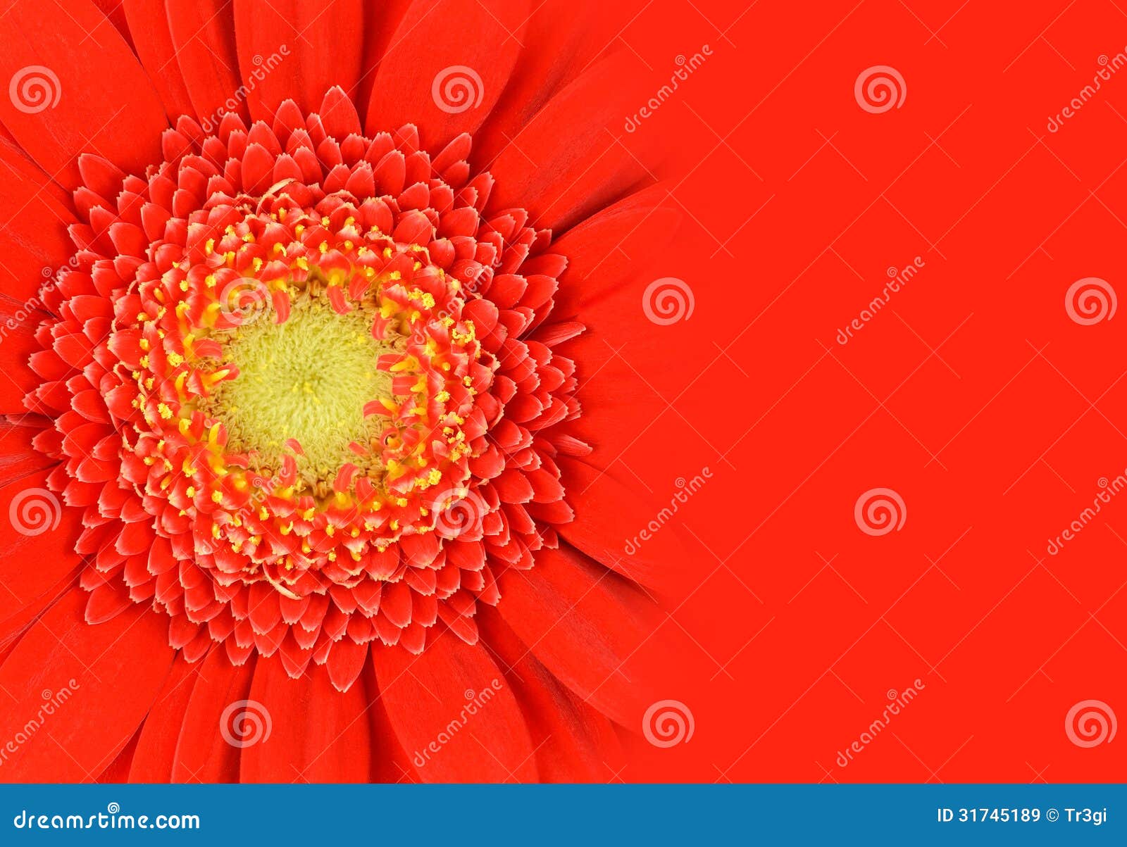 Red Gerbera Flower with Gradient Stock Image - Image of isolated ...