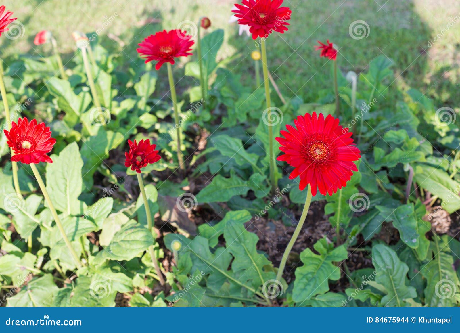 Red Gerbera Flower on Green Stock Photo - Image of blooming, table ...