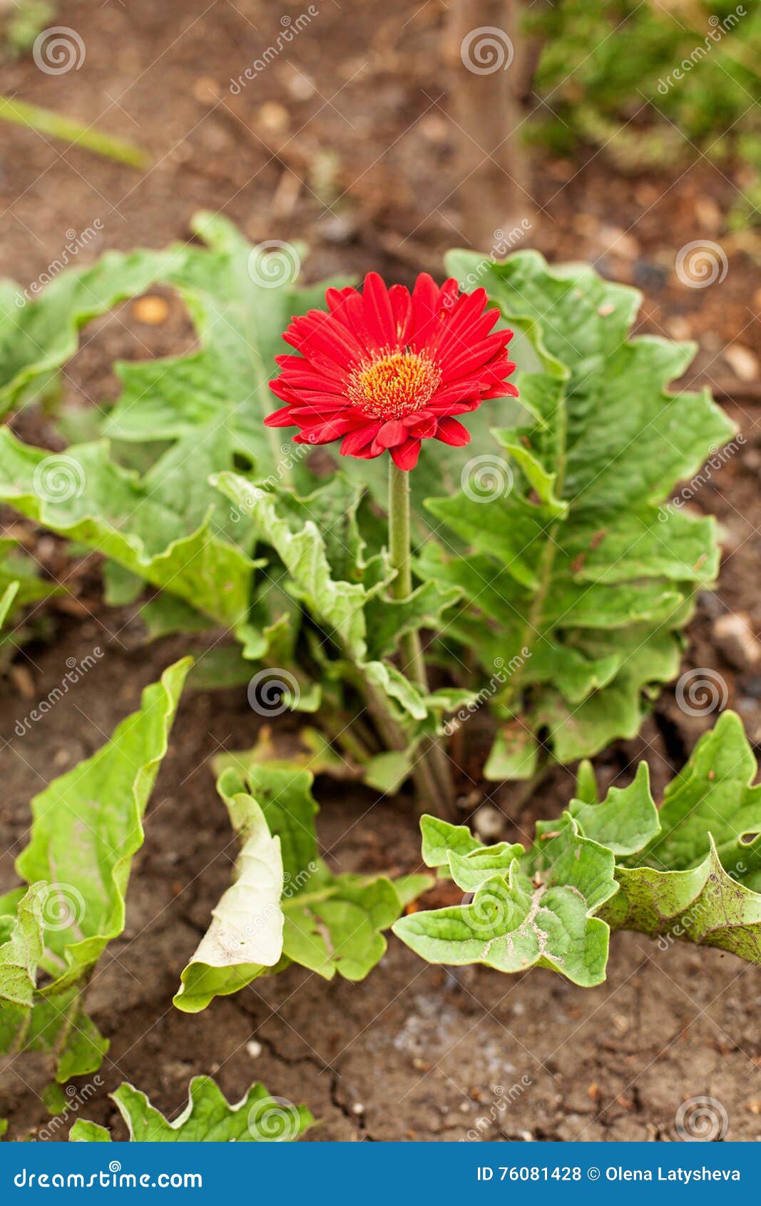 Red Gerbera Flower Growing in the Soil Stock Photo - Image of season ...