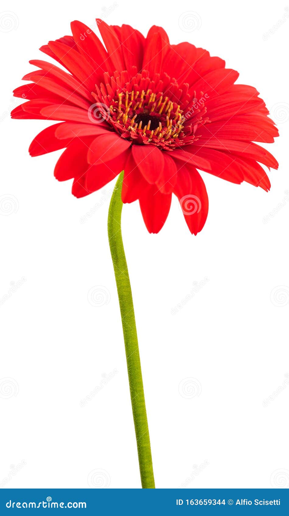 Red Gerbera flower stock photo. Image of beautiful, flowers - 163659344