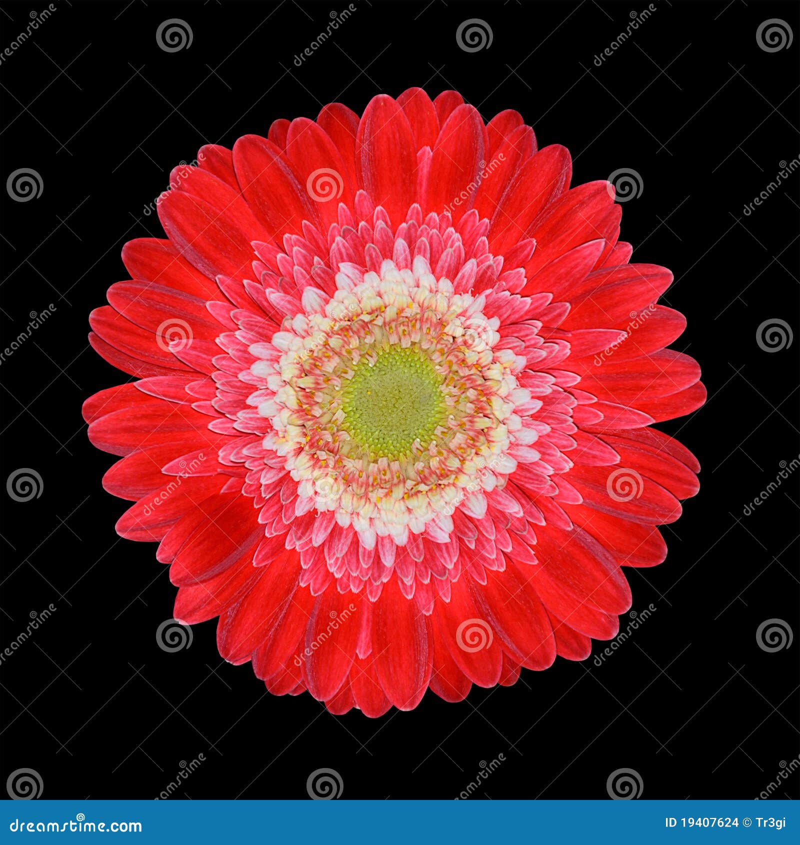 Red Gerbera Flower Head with White Center Isolated Stock Photo - Image ...