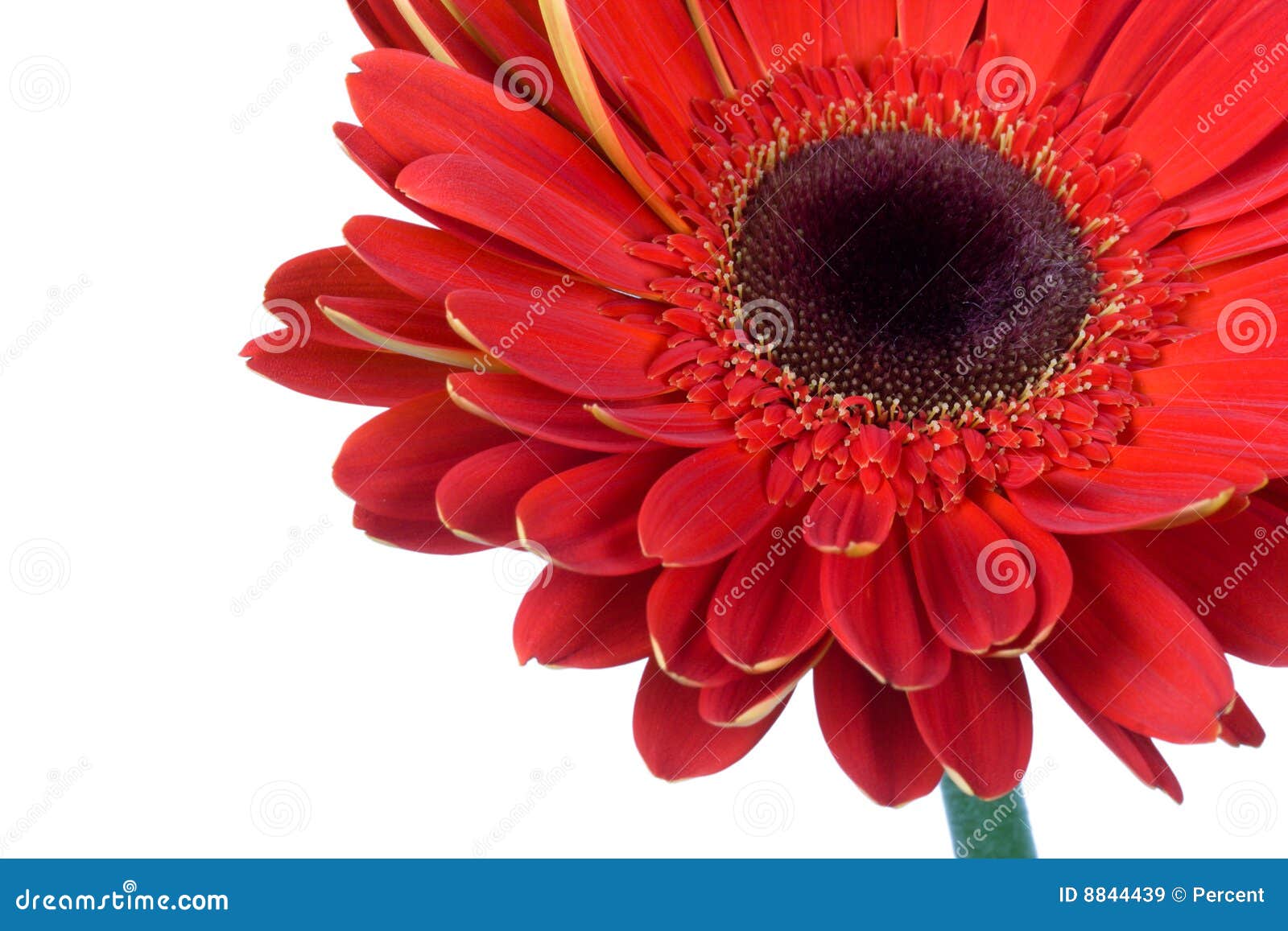 Red Gerbera Flower Isolated Stock Image - Image of flower, daisy: 8844439