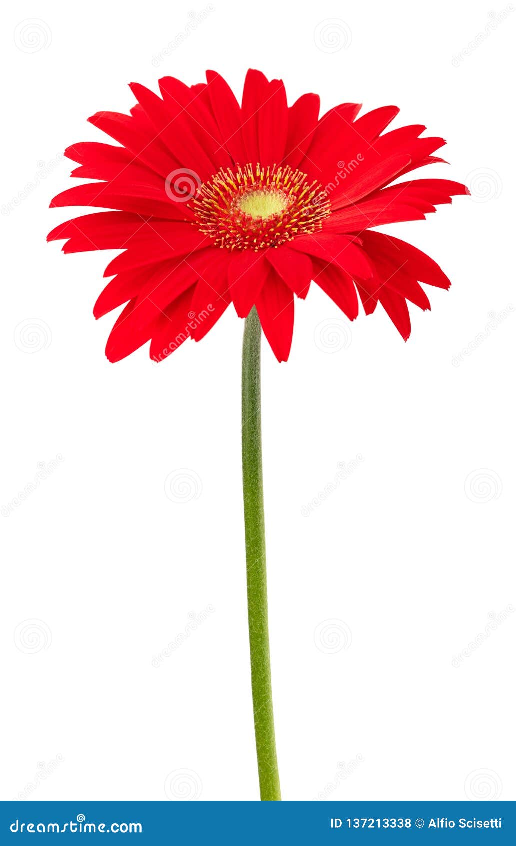 Red Gerbera stock photo. Image of botany, petals, corolla - 137213338