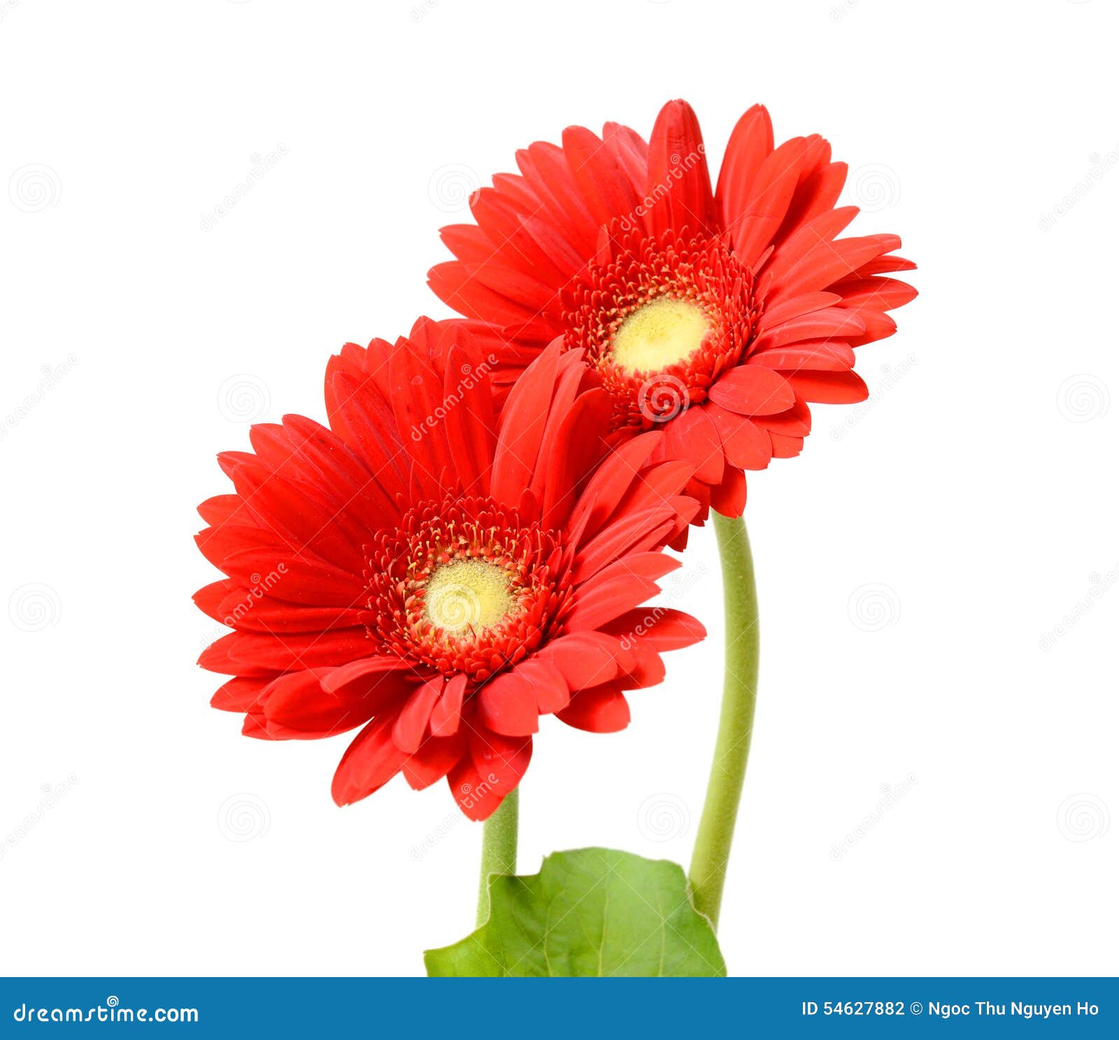 Red gerbera flower stock photo. Image of close, natural - 54627882