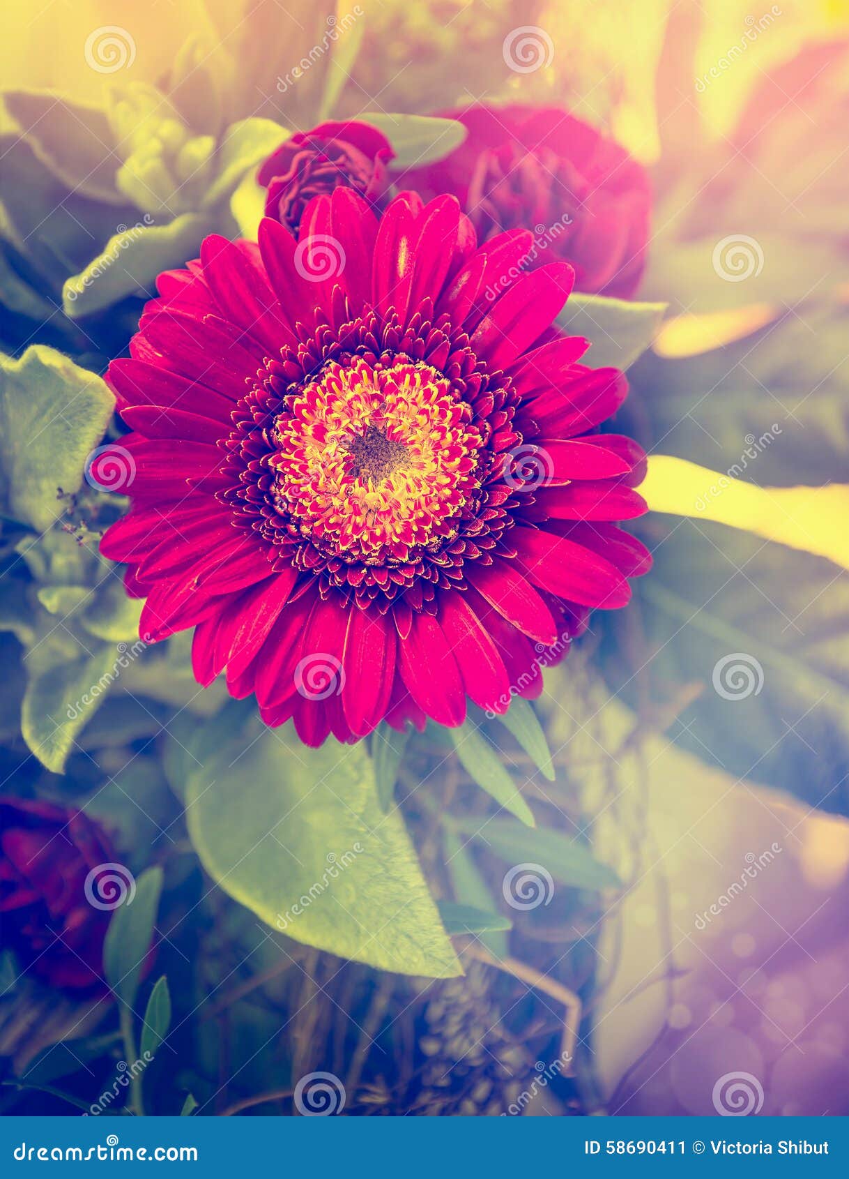 Red Gerbera in Flowers Bouquet Stock Image - Image of love, beautiful ...