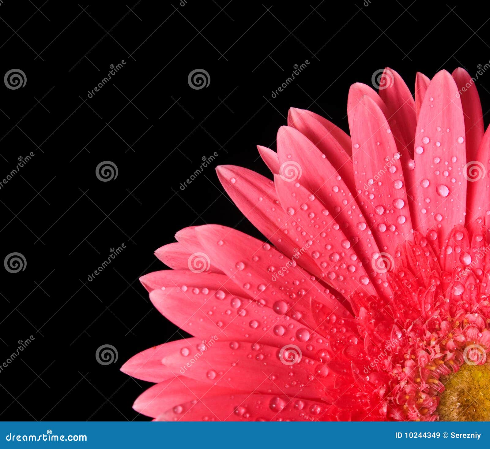 Red gerbera isolated stock image. Image of botanical - 10244349