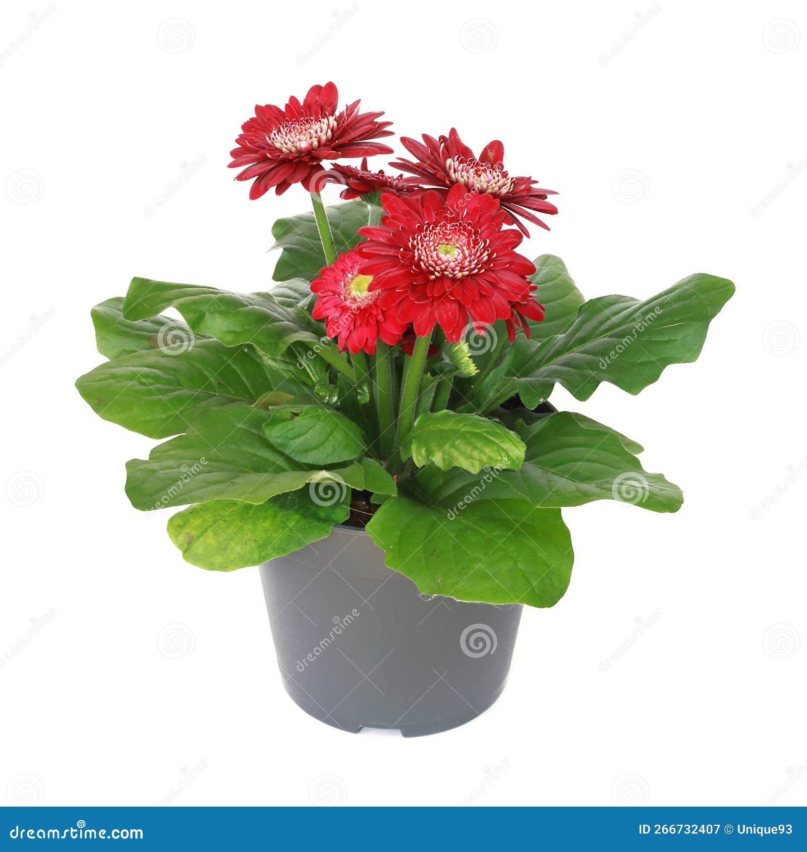 Red gerbera in pot stock image. Image of pink, gardening - 266732407