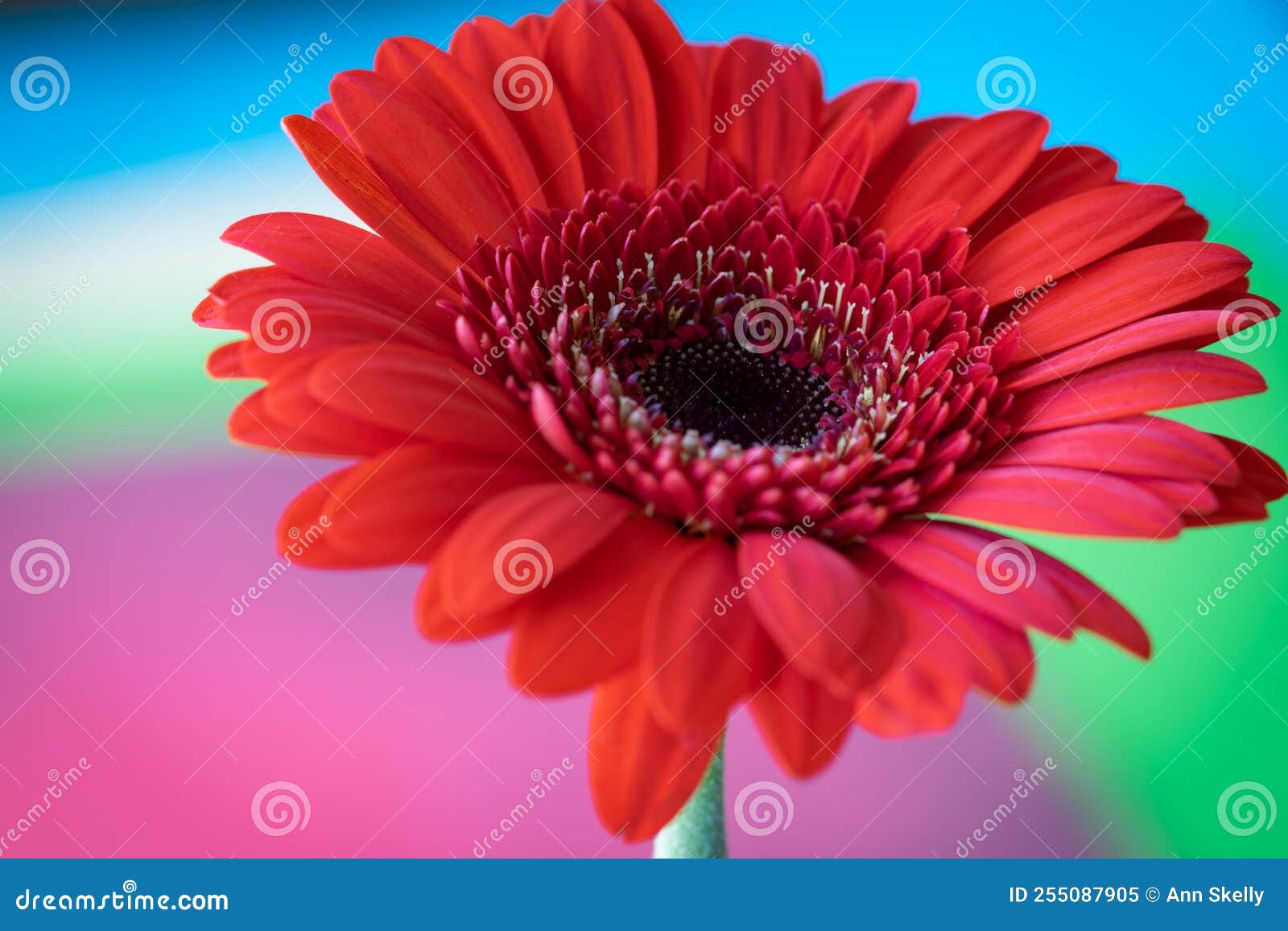 Red Gerbera and rainbow stock image. Image of macro - 255087905