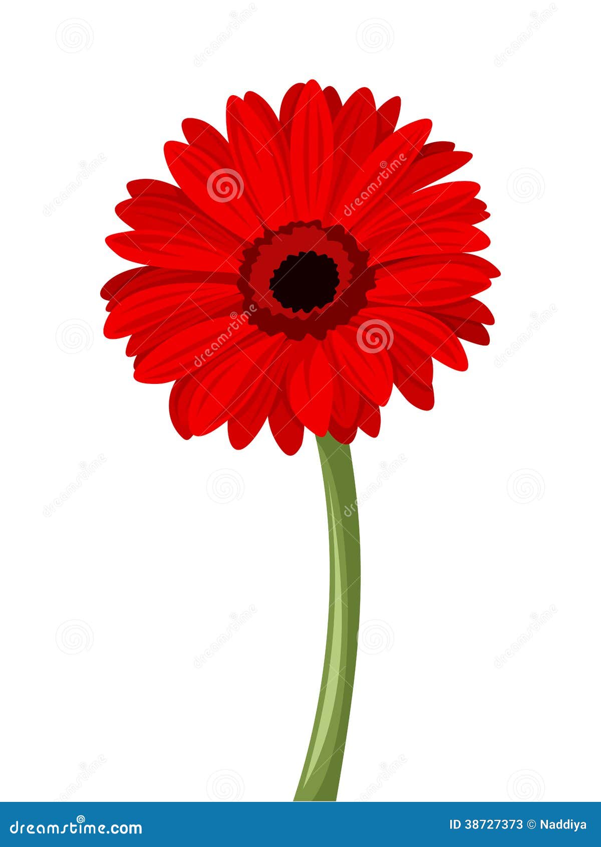 Red Gerbera With Stem. Vector Illustration. Stock Photos - Image: 38727373