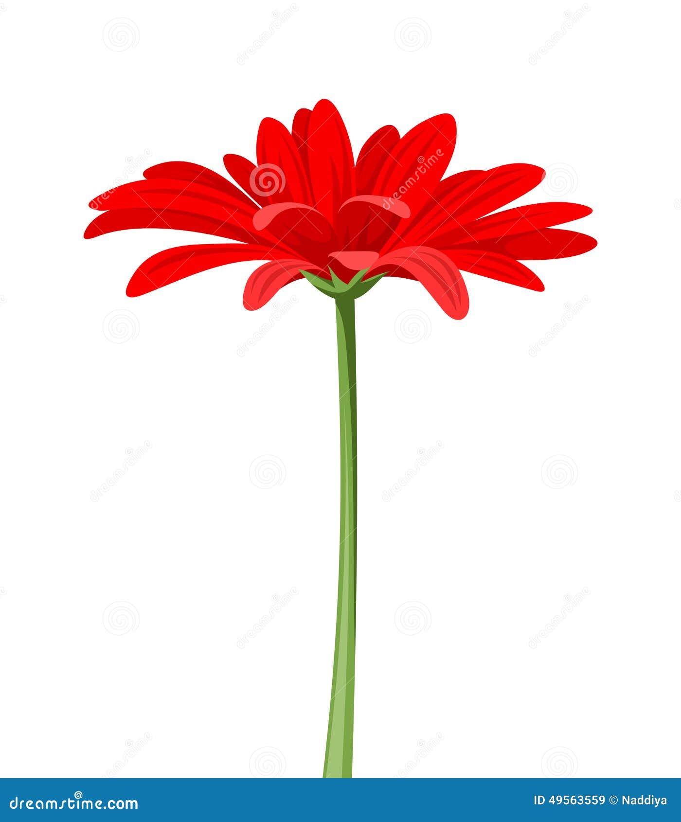Red Gerbera with Stem. Vector Illustration. Stock Vector - Illustration ...