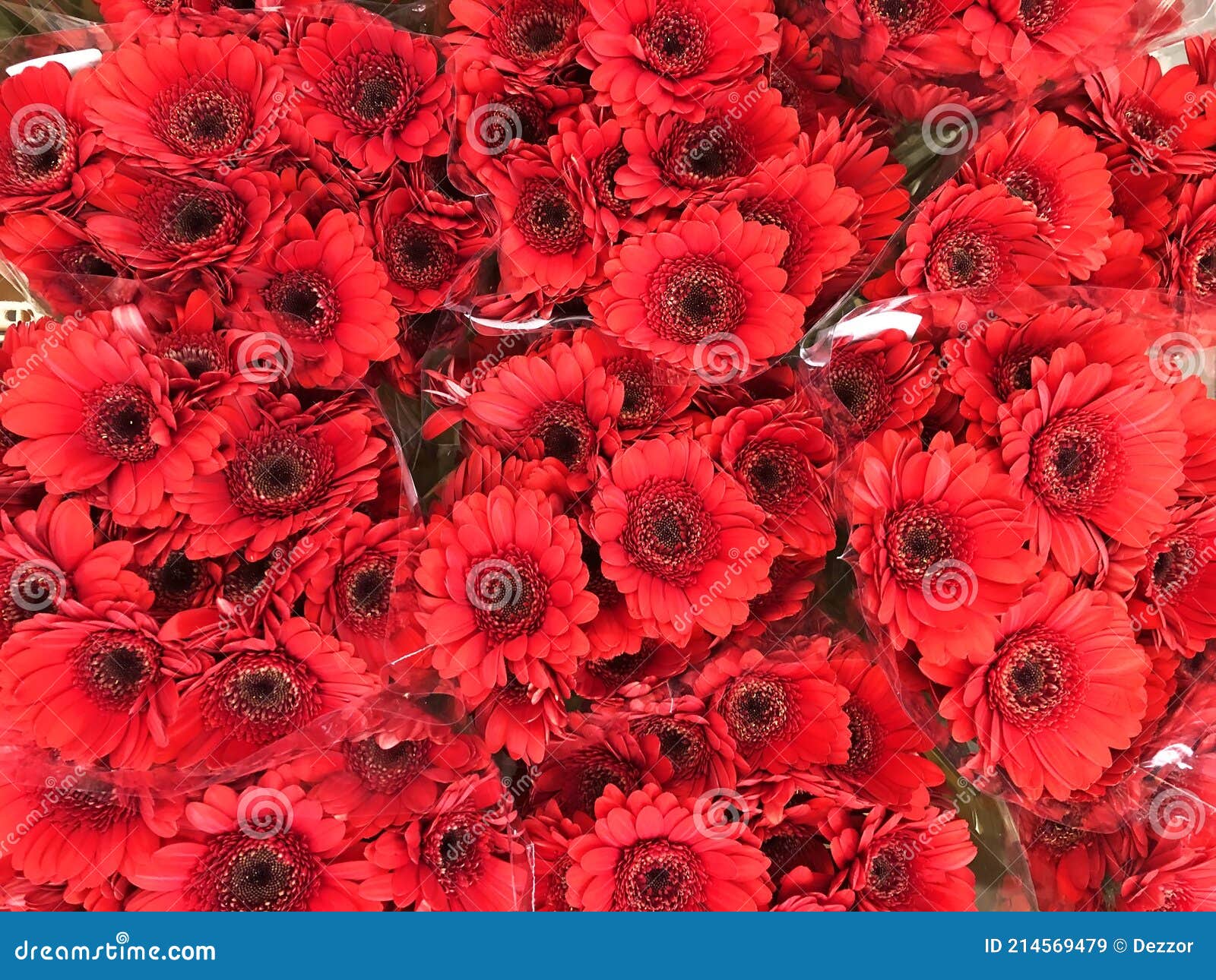 Red Gerbera Varieties in Bouquets Close Up Stock Image - Image of ...