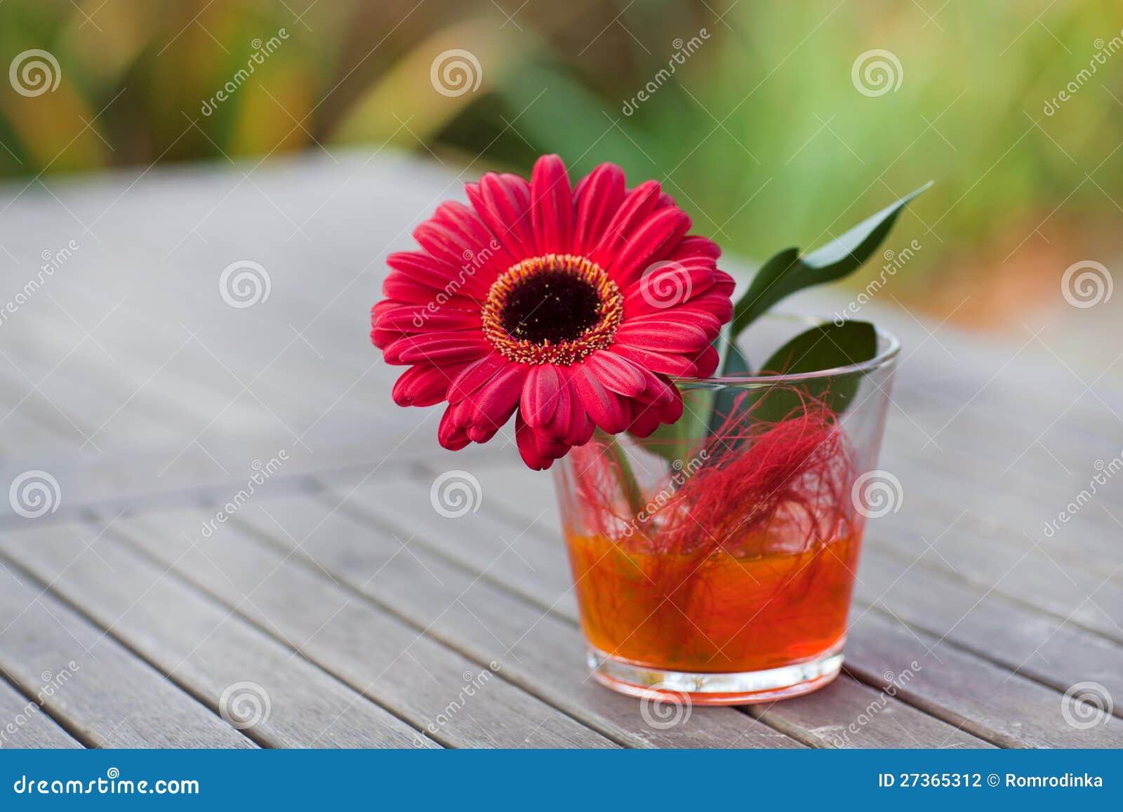 Red gerbera in a vase stock photo. Image of object, bright - 27365312