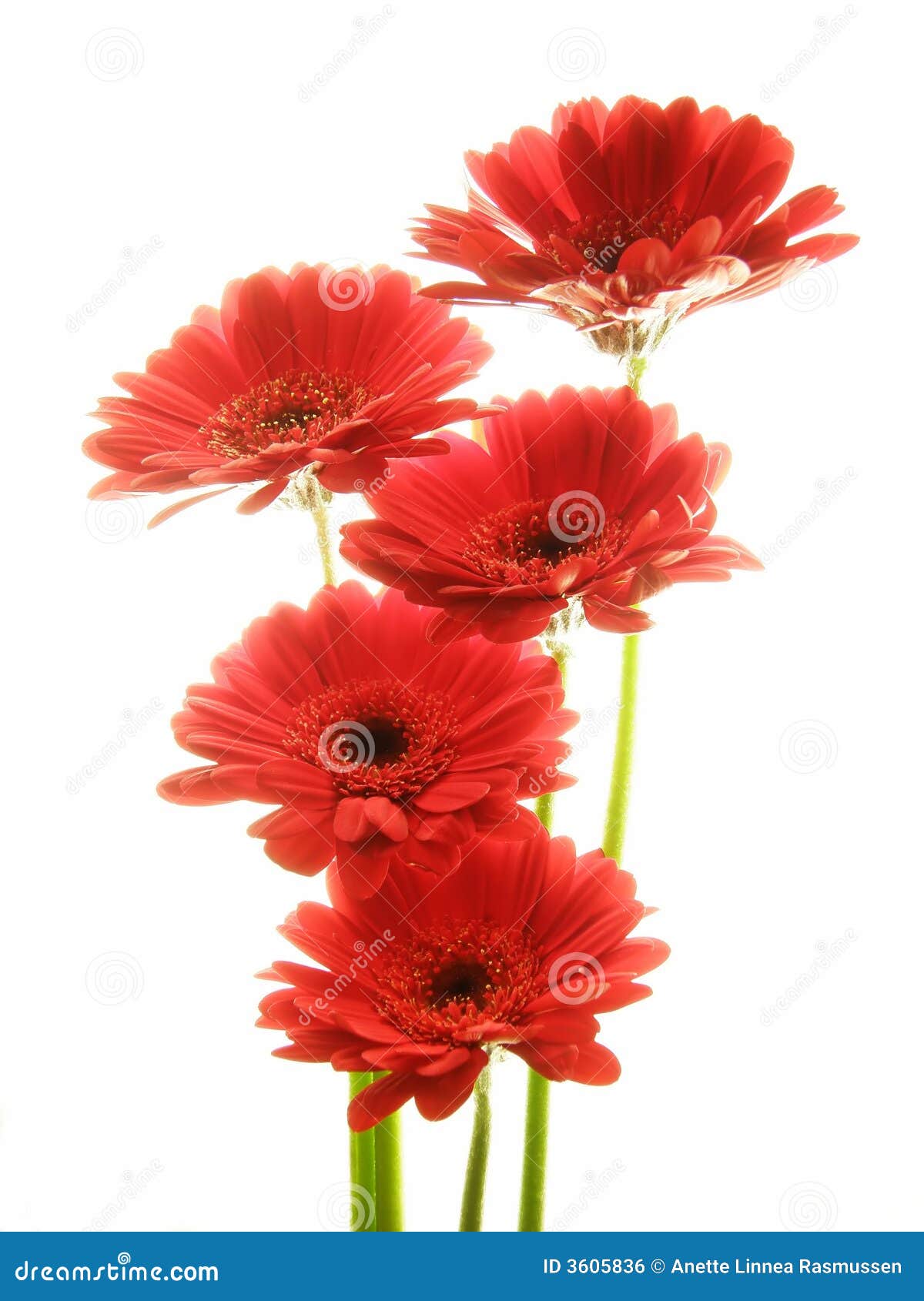 Red gerberas stock photo. Image of fresh, translucent - 3605836