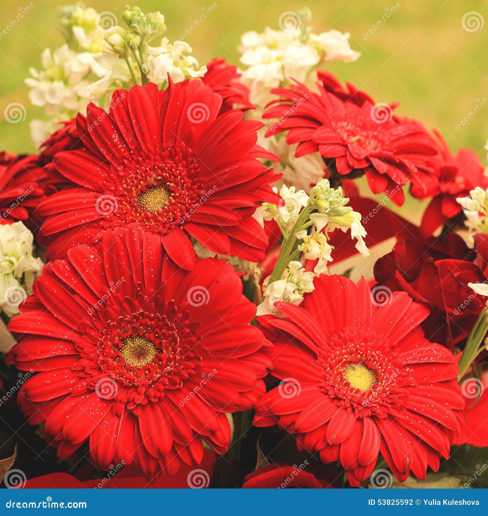Red gerberas stock photo. Image of floral, botanical - 53825592