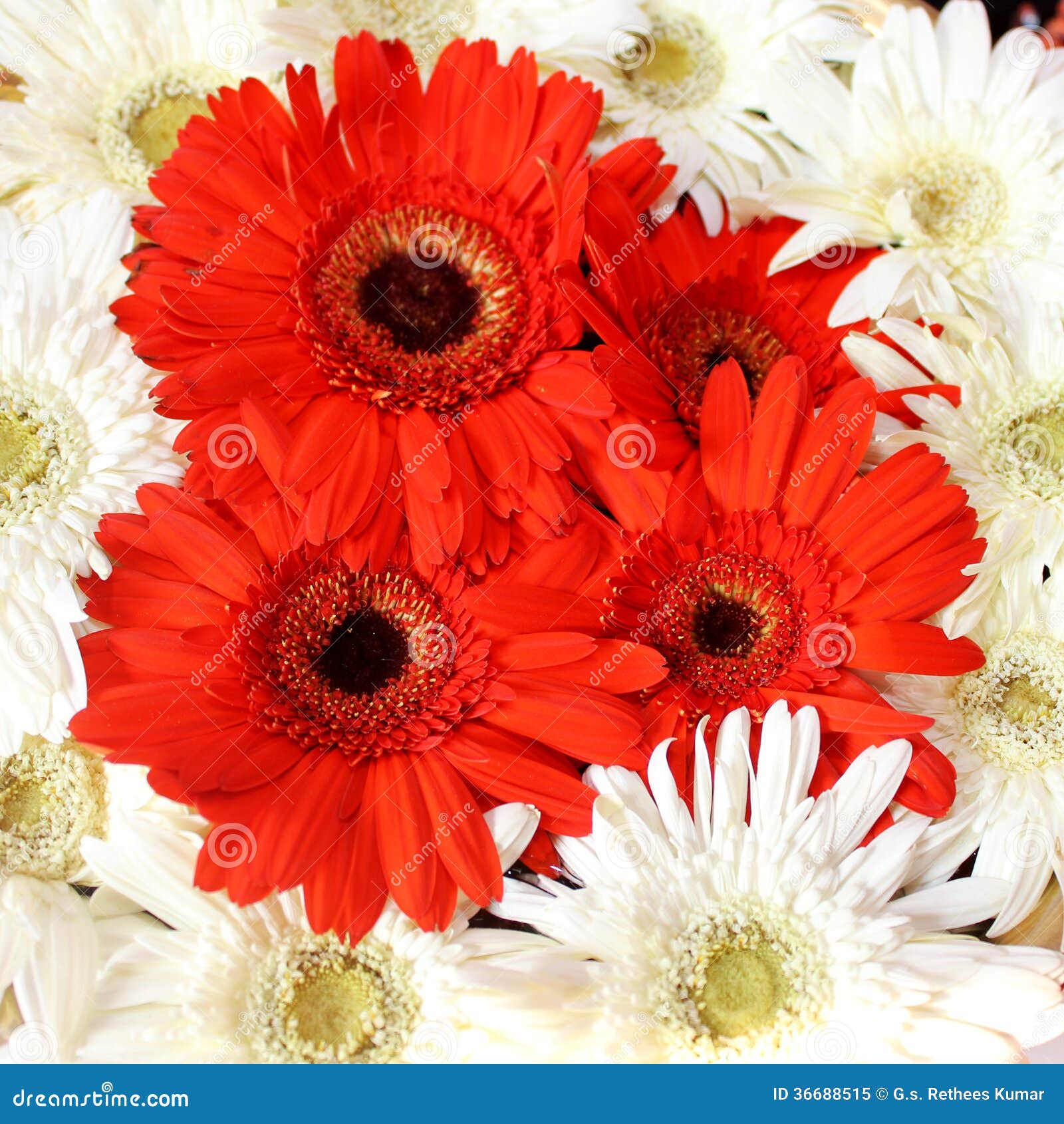 Red gerberas stock image. Image of present, plant, passion - 36688515