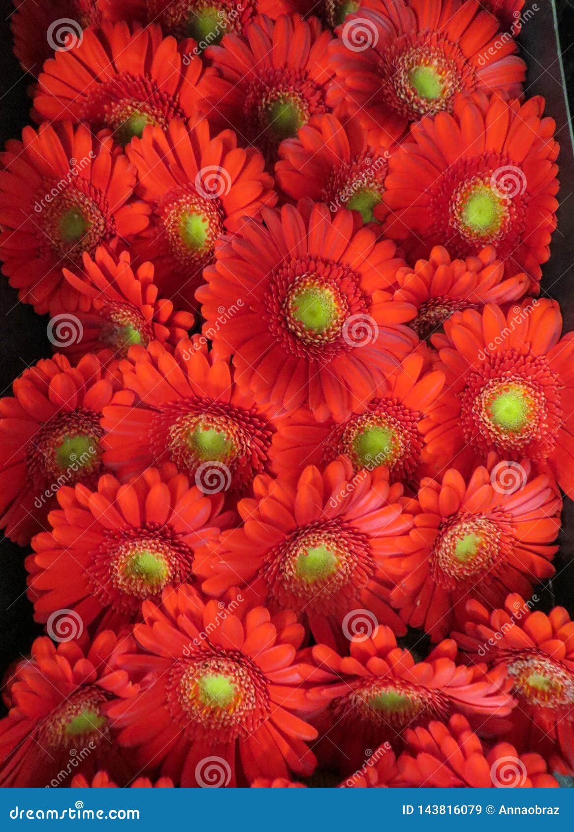 Red Gerberas Packed in a Box for Transportation Stock Image - Image of ...