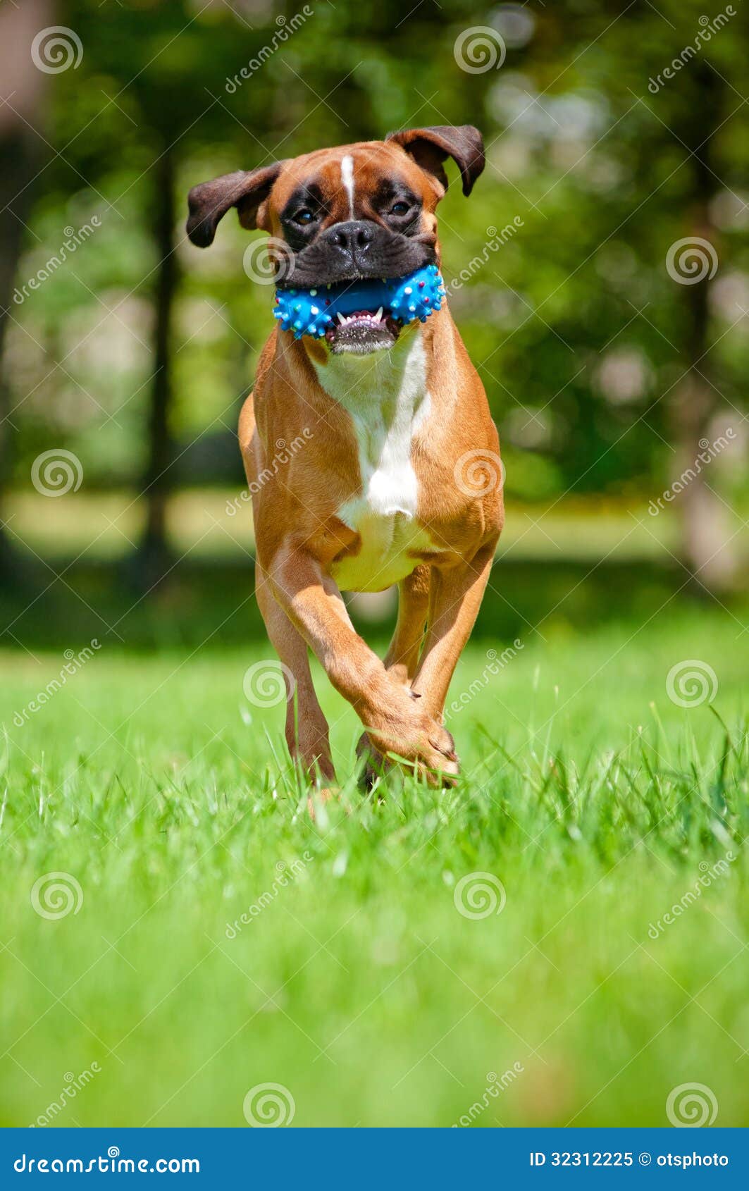 Red german boxer dog stock image. Image of bright, active - 32312225