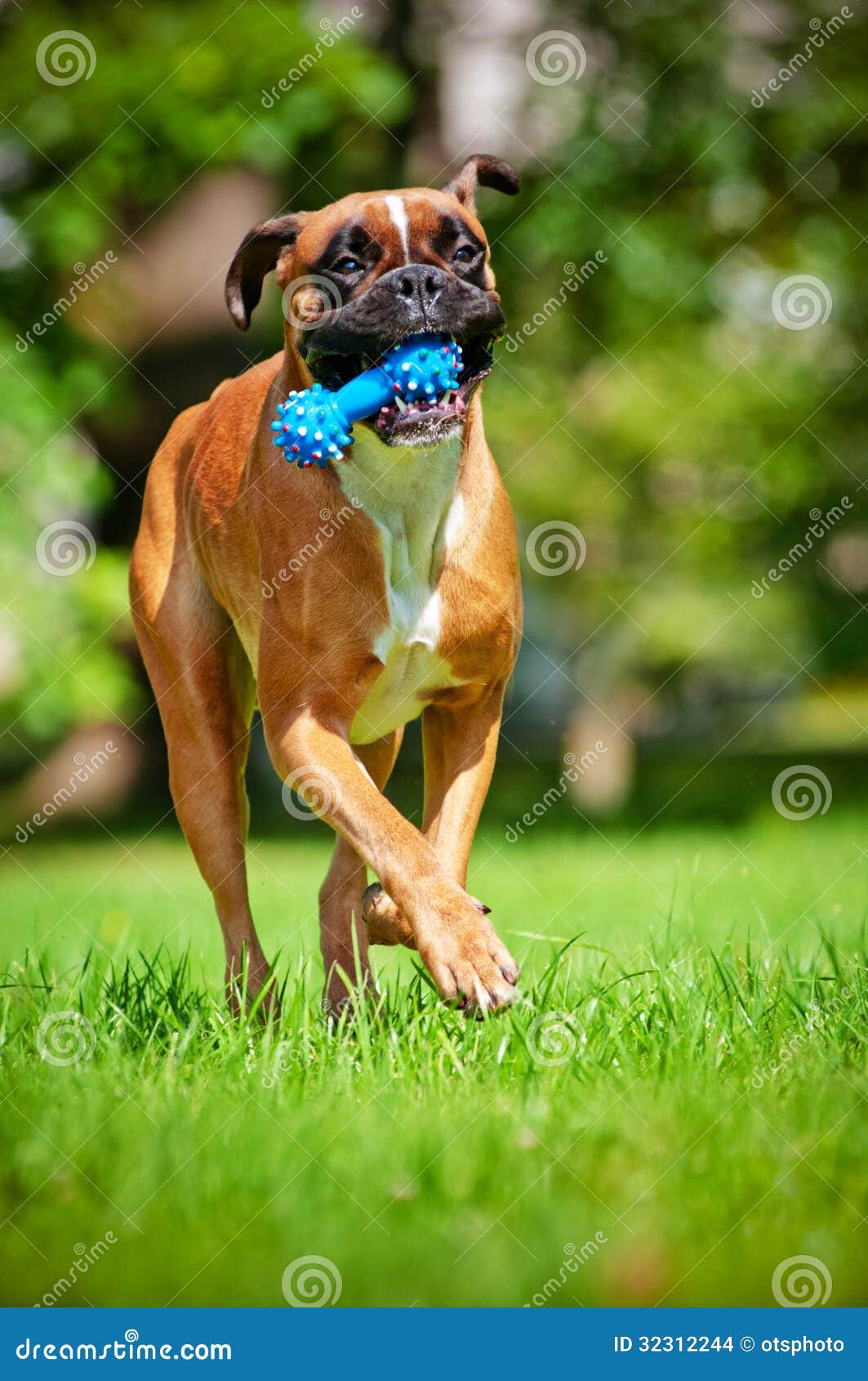 Red german boxer dog stock photo. Image of playful, large - 32312244