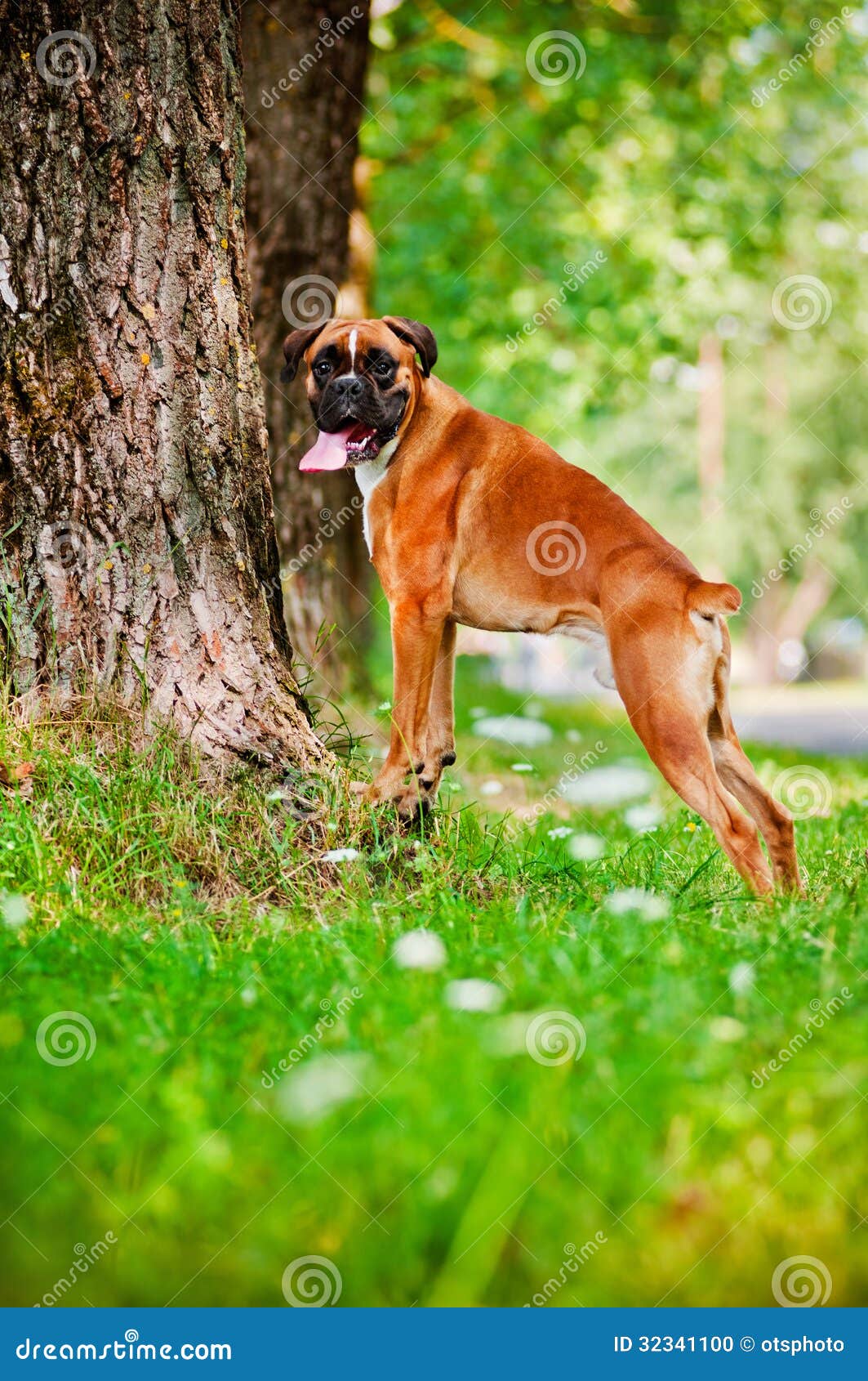 Red german boxer dog stock photo. Image of portrait, health - 32341100