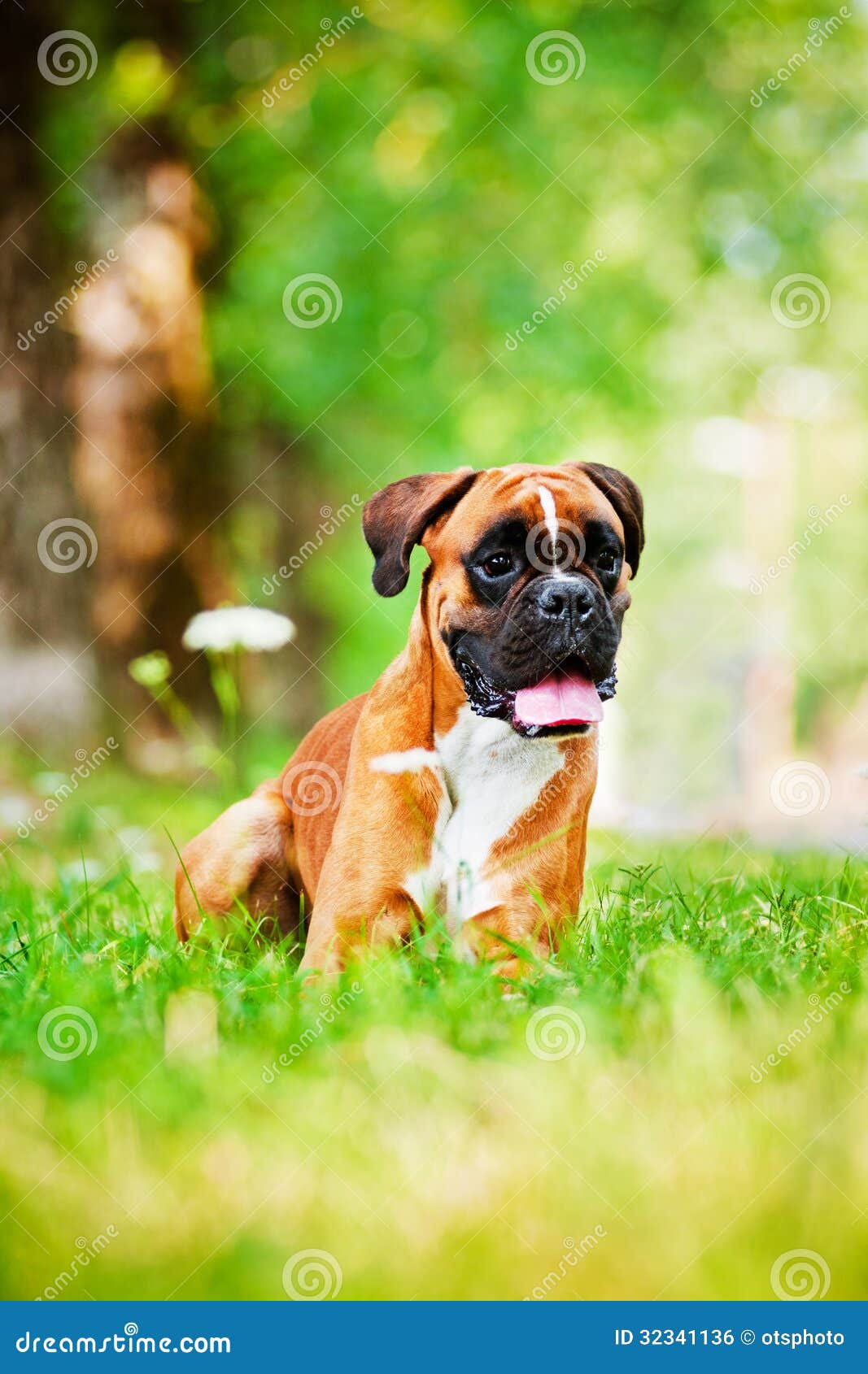Red german boxer dog stock photo. Image of friend, german - 32341136