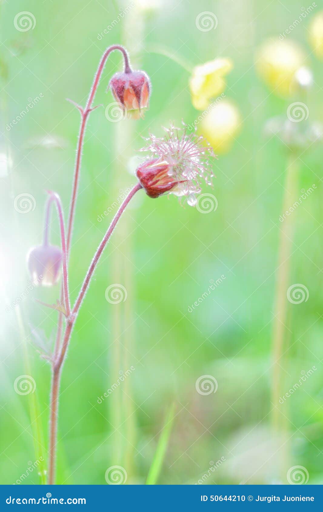 Red Geum- cuckoo bread stock photo. Image of bell, season - 50644210