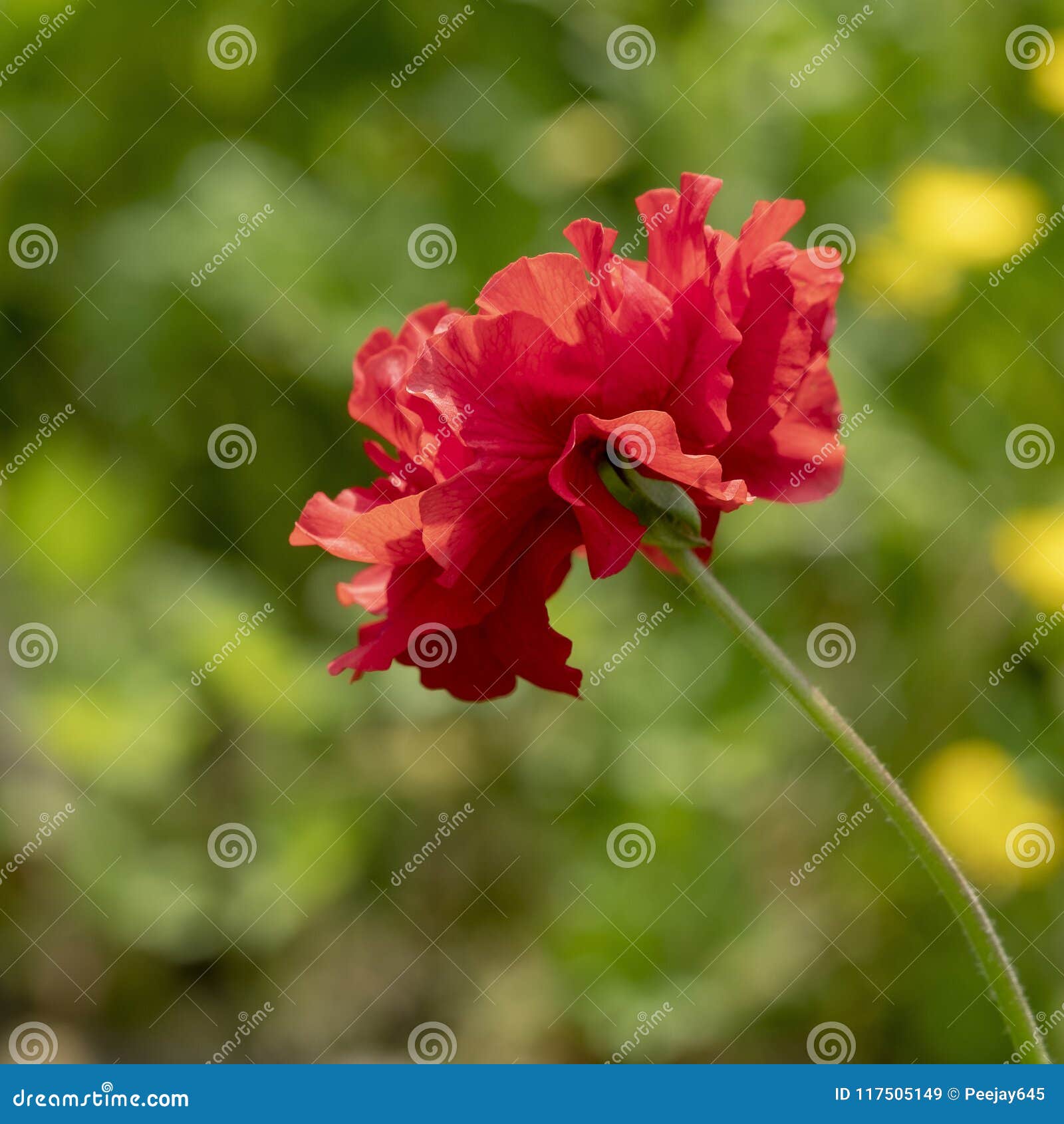 Red Geum on Diffused Background Stock Image - Image of iris, plants ...