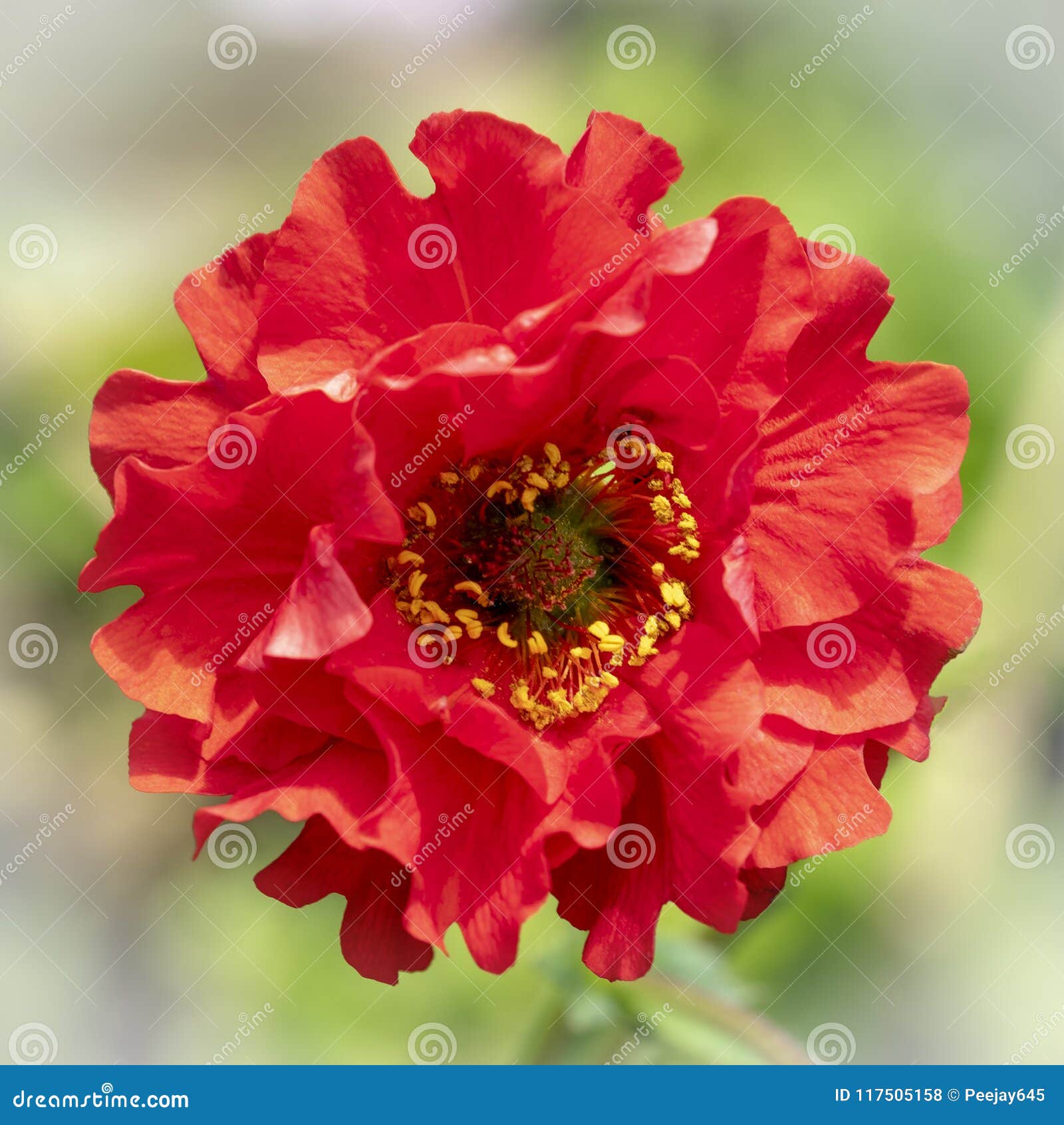 Red Geum on Diffused Background Stock Photo - Image of photographs ...