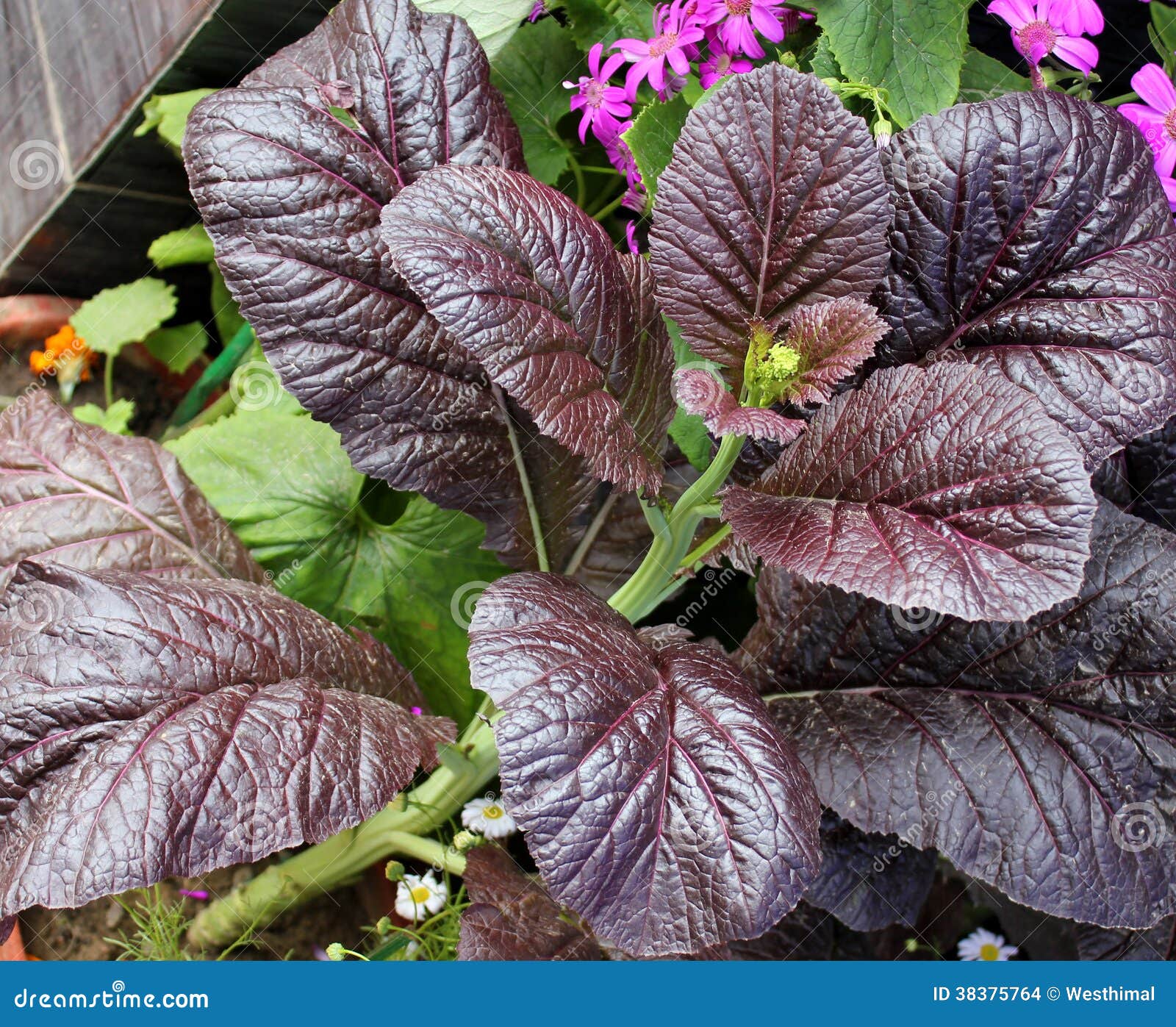 Giant Red Mustard Stock Photos - Free & Royalty-Free Stock Photos from ...