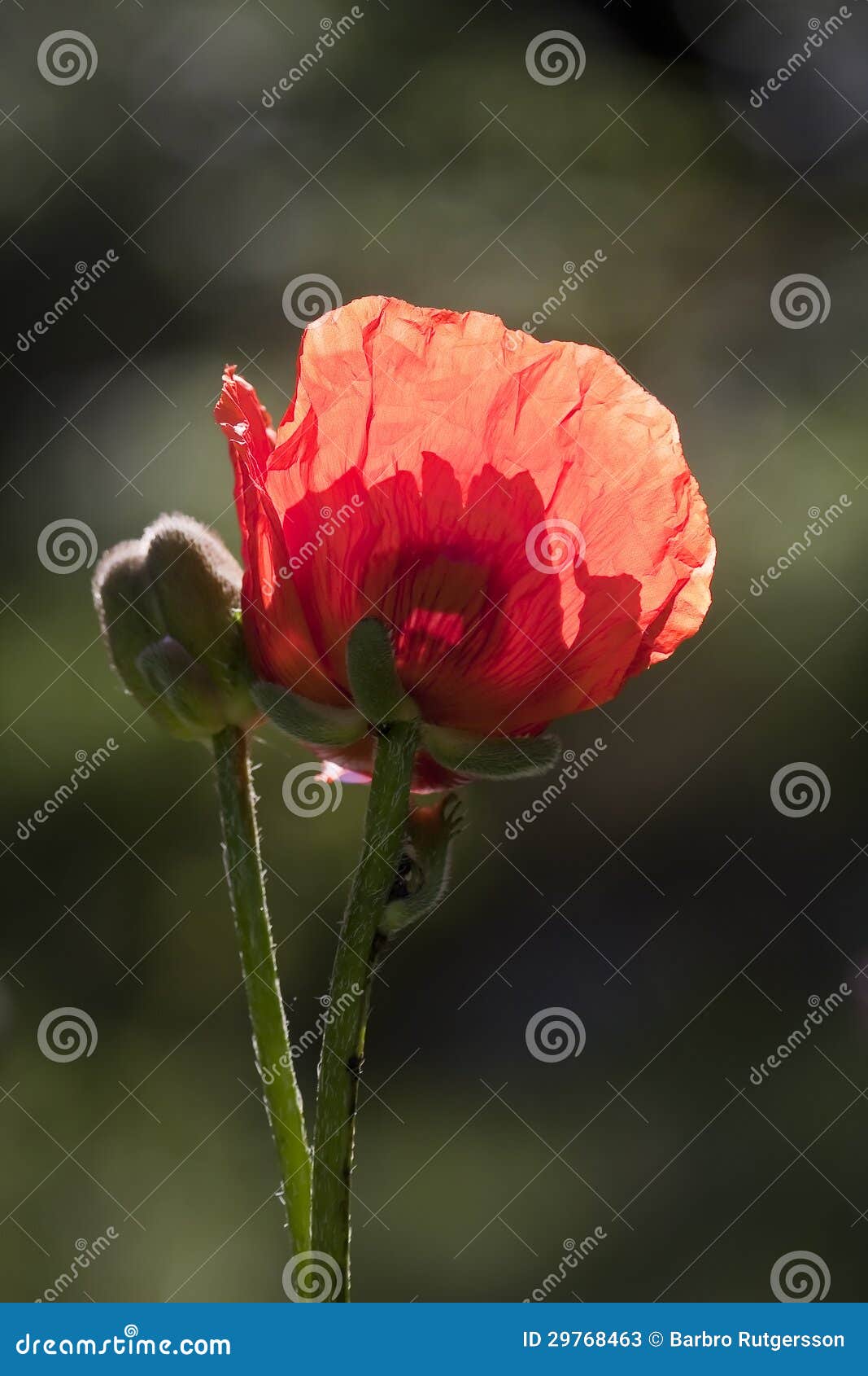 Giant poppy stock image. Image of flowering, giant, poppy - 29768463