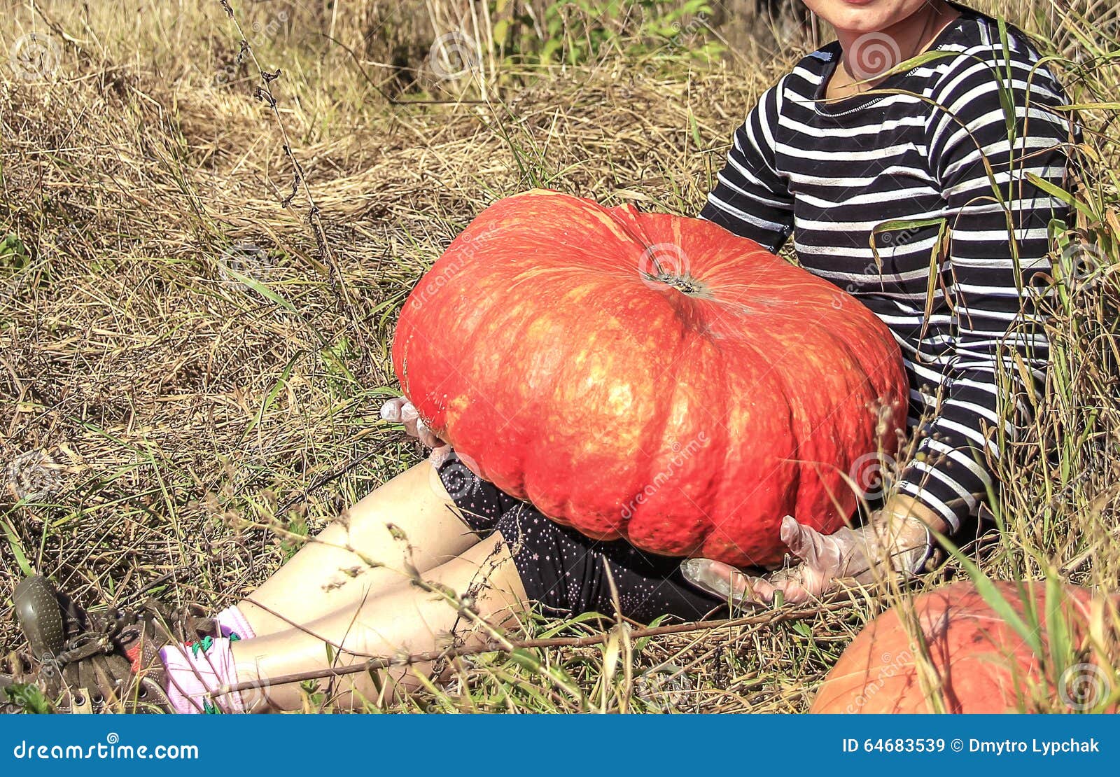 Red giant pumpkin stock image. Image of fair, harvest - 64683539