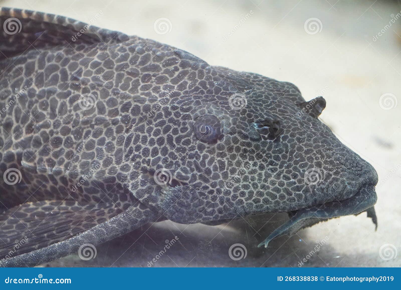 Red Gibbiceps looking out stock photo. Image of loricariidae - 268338838