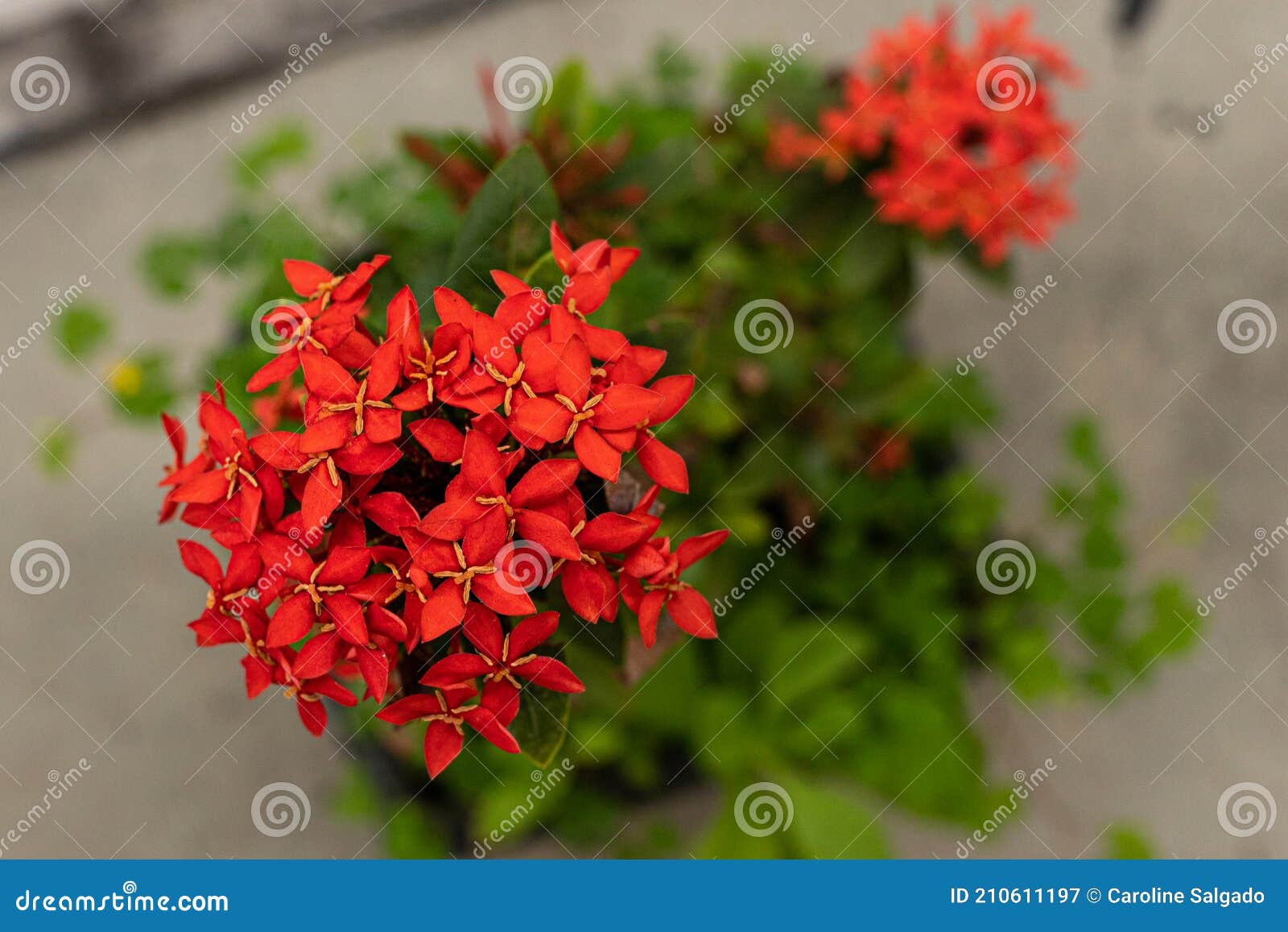 Red Gillyflower in Plant Pot Stock Image - Image of summer ...