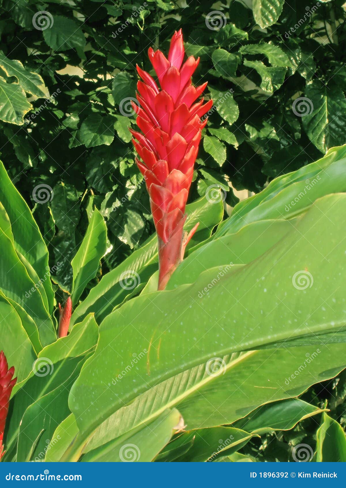Red Ginger stock photo. Image of garden, tropical, botanical - 1896392