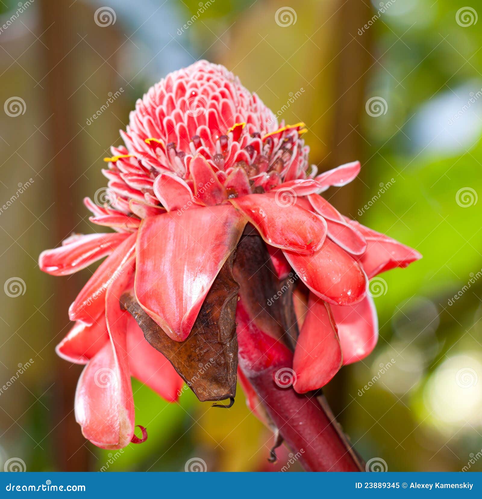 Red ginger stock image. Image of blooming, getaway, grow - 23889345