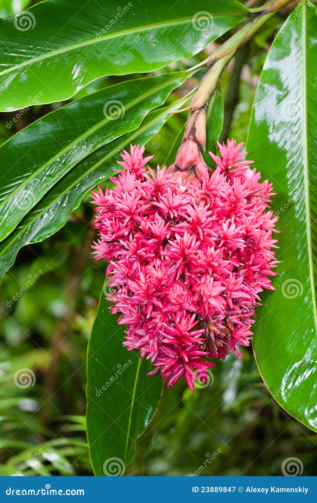 Red ginger stock image. Image of botanical, delicate - 23889847