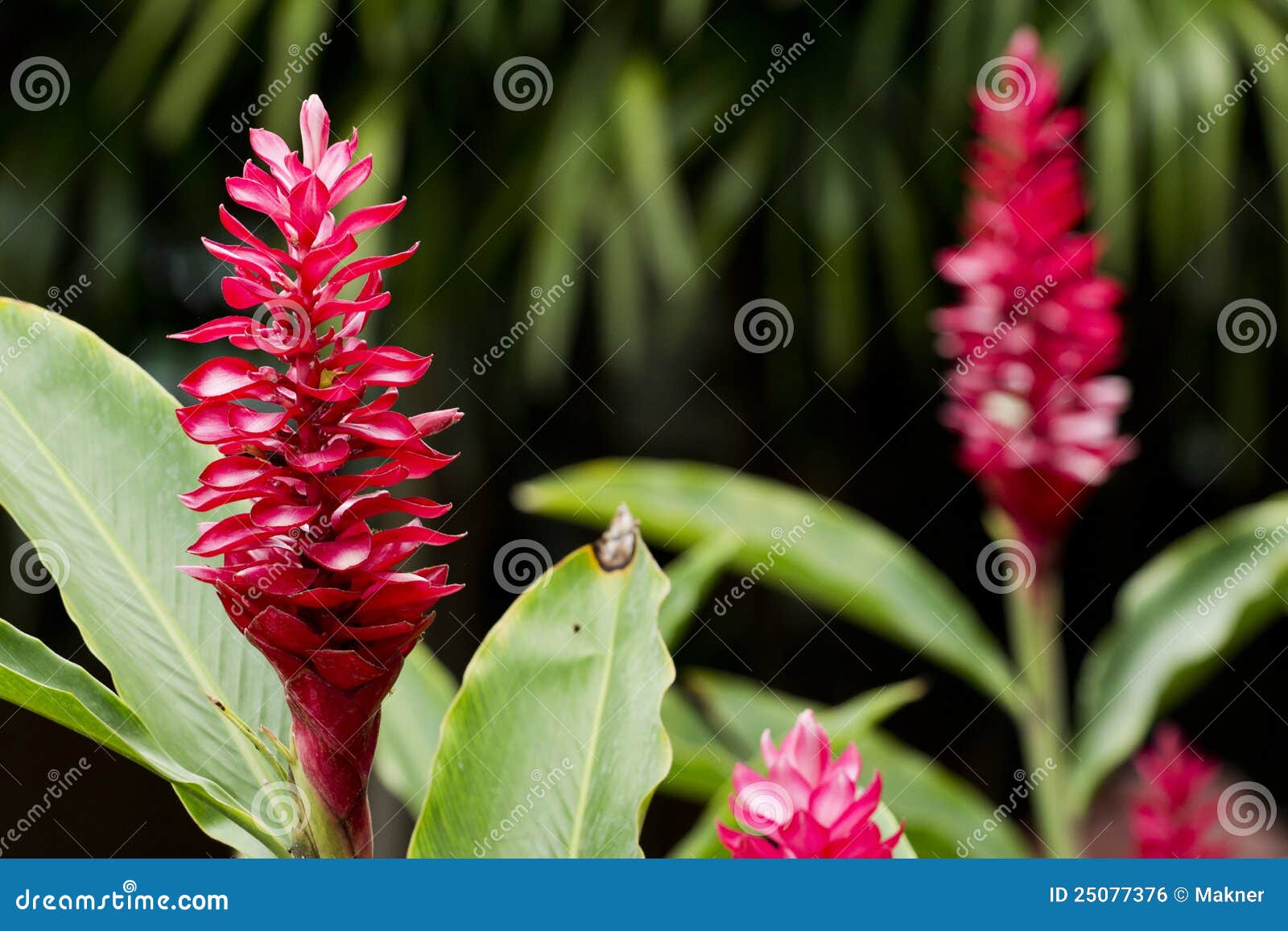 Red Ginger stock photo. Image of flower, garden, nature - 25077376