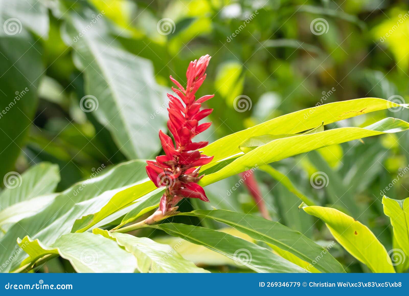 Red Ginger Alpinia Purpurata Is Native To Malaysia Royalty-Free Stock ...
