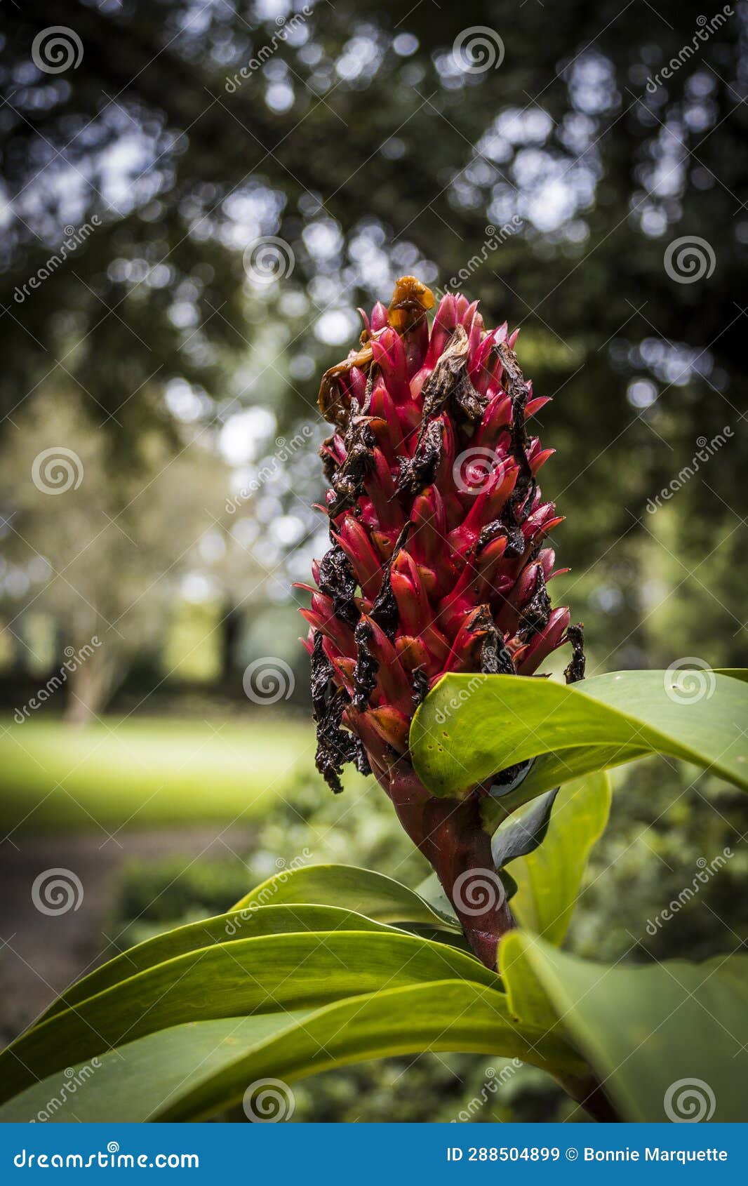 Red ginger bloom on plant. stock image. Image of garden - 288504899
