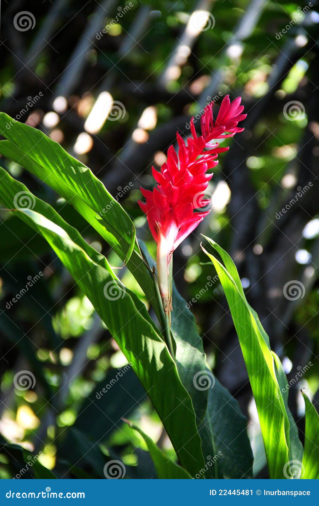 Red Ginger Blooming in Garden Stock Image - Image of garden, foliage ...