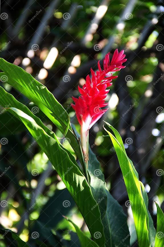 Red Ginger Blooming in Garden Stock Image - Image of garden, foliage ...